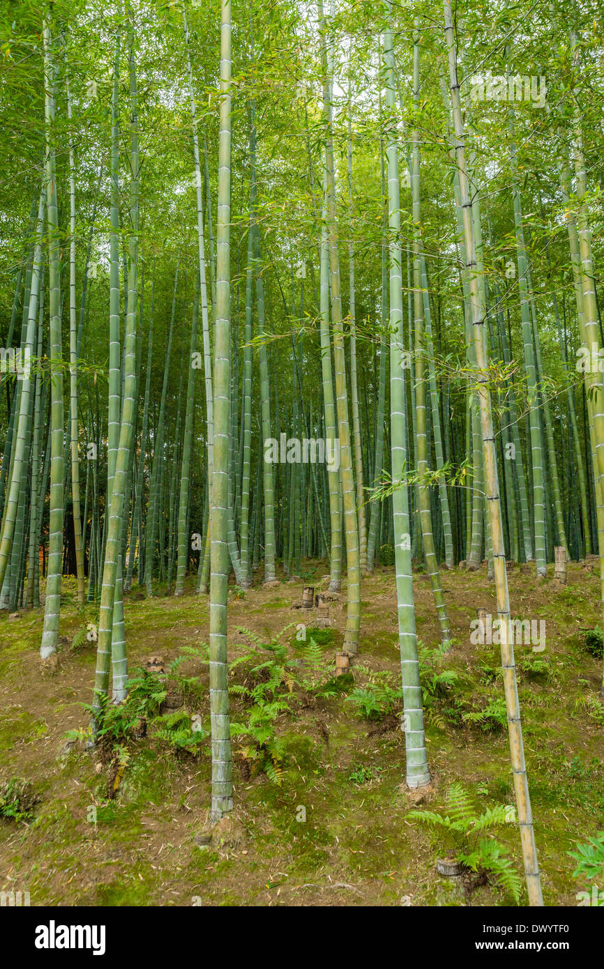 Bamboo grove hi-res stock photography and images - Alamy