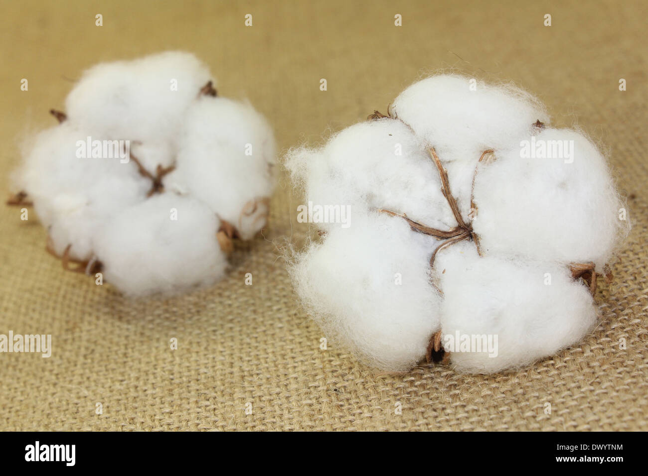 Jute plant hi-res stock photography and images - Alamy