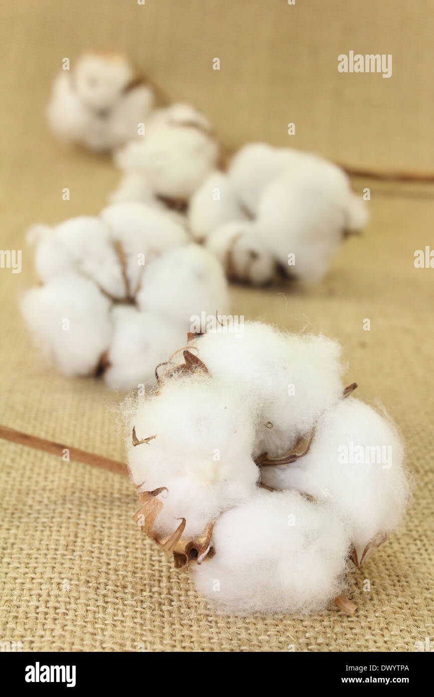 dried cotton flowers on brown jute Stock Photo - Alamy
