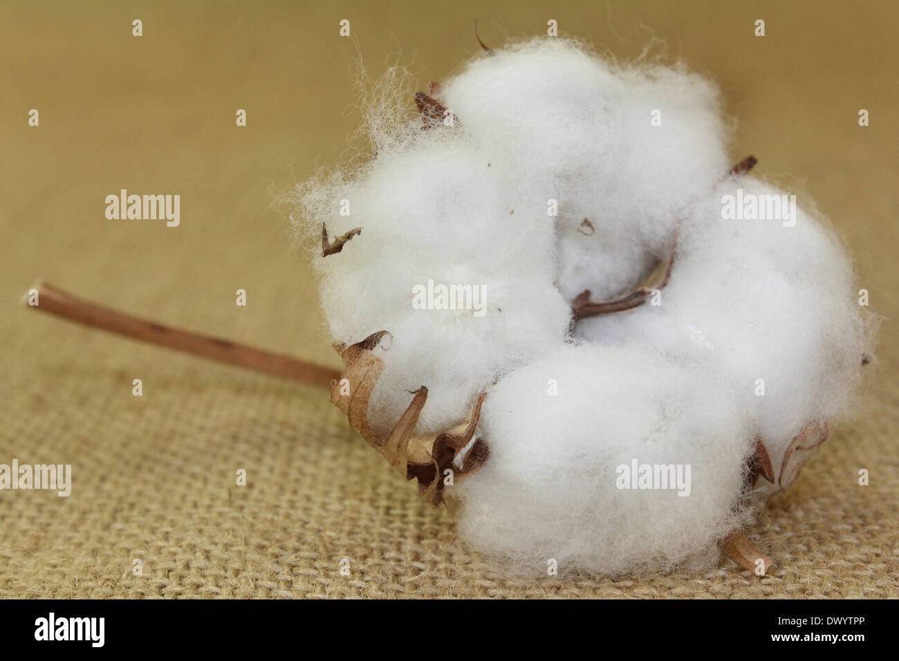 dried cotton flowers on brown jute Stock Photo - Alamy