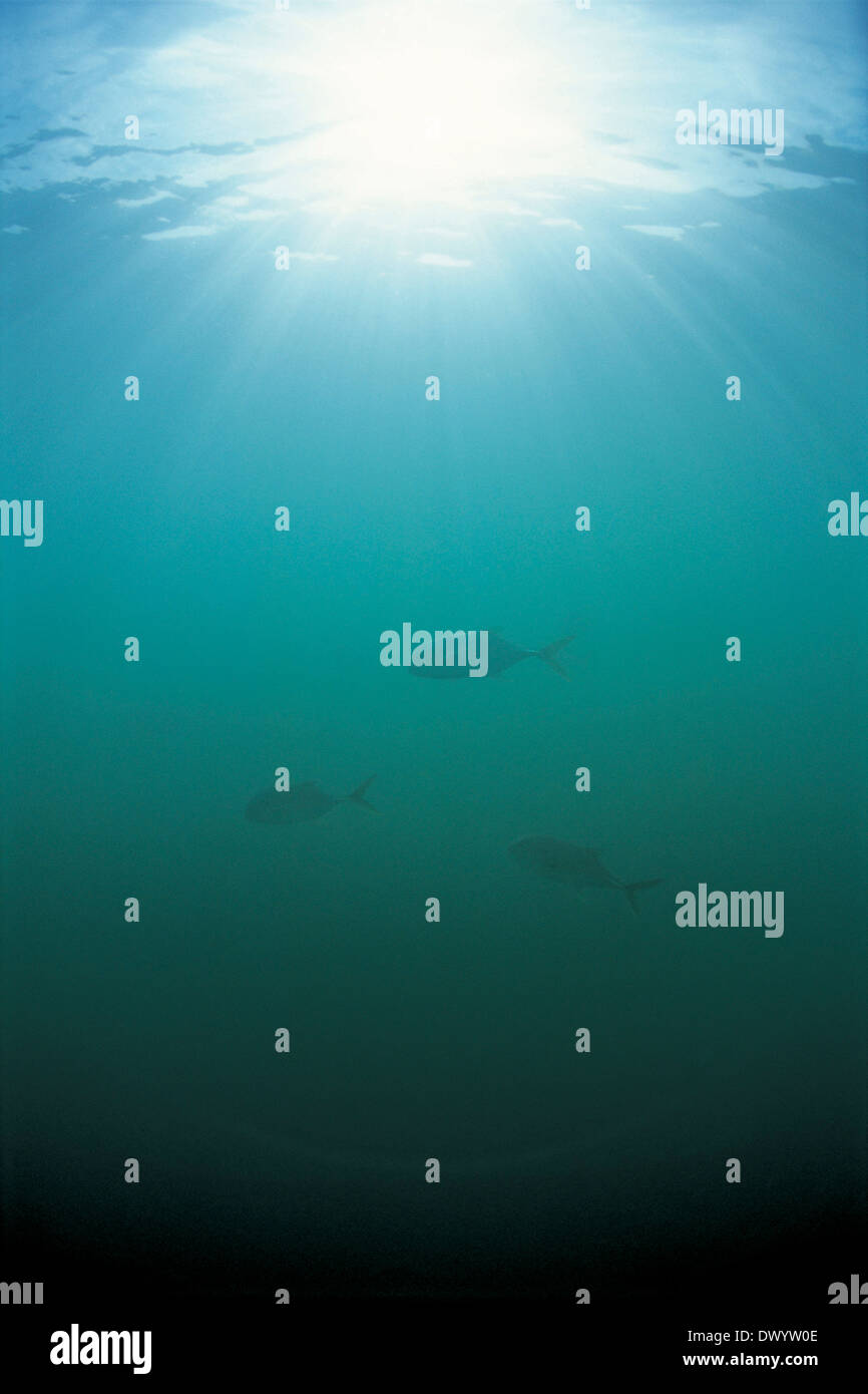 Striped jacks hi-res stock photography and images - Alamy