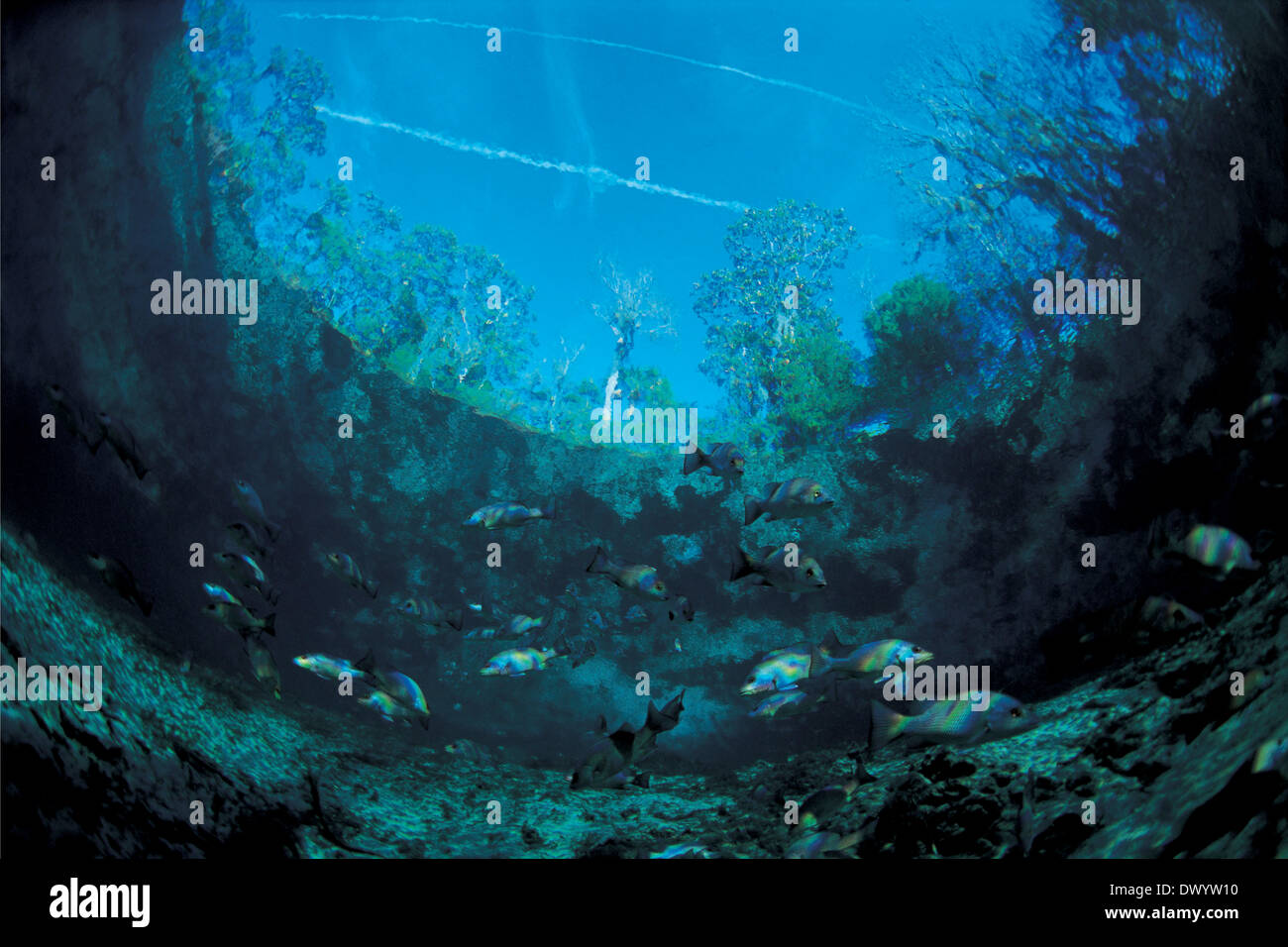 Grey snappers hi-res stock photography and images - Alamy