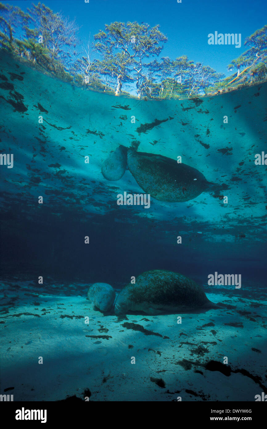 Two manatees in Crystal River, Florida, USA Stock Photo - Alamy