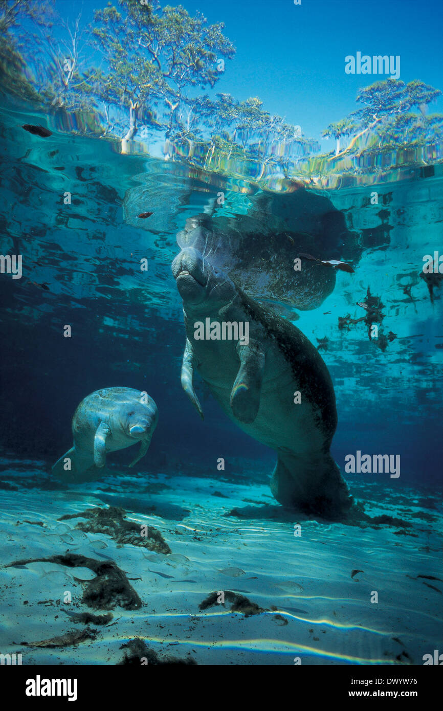 Two manatees in Crystal River, Florida, USA Stock Photo - Alamy