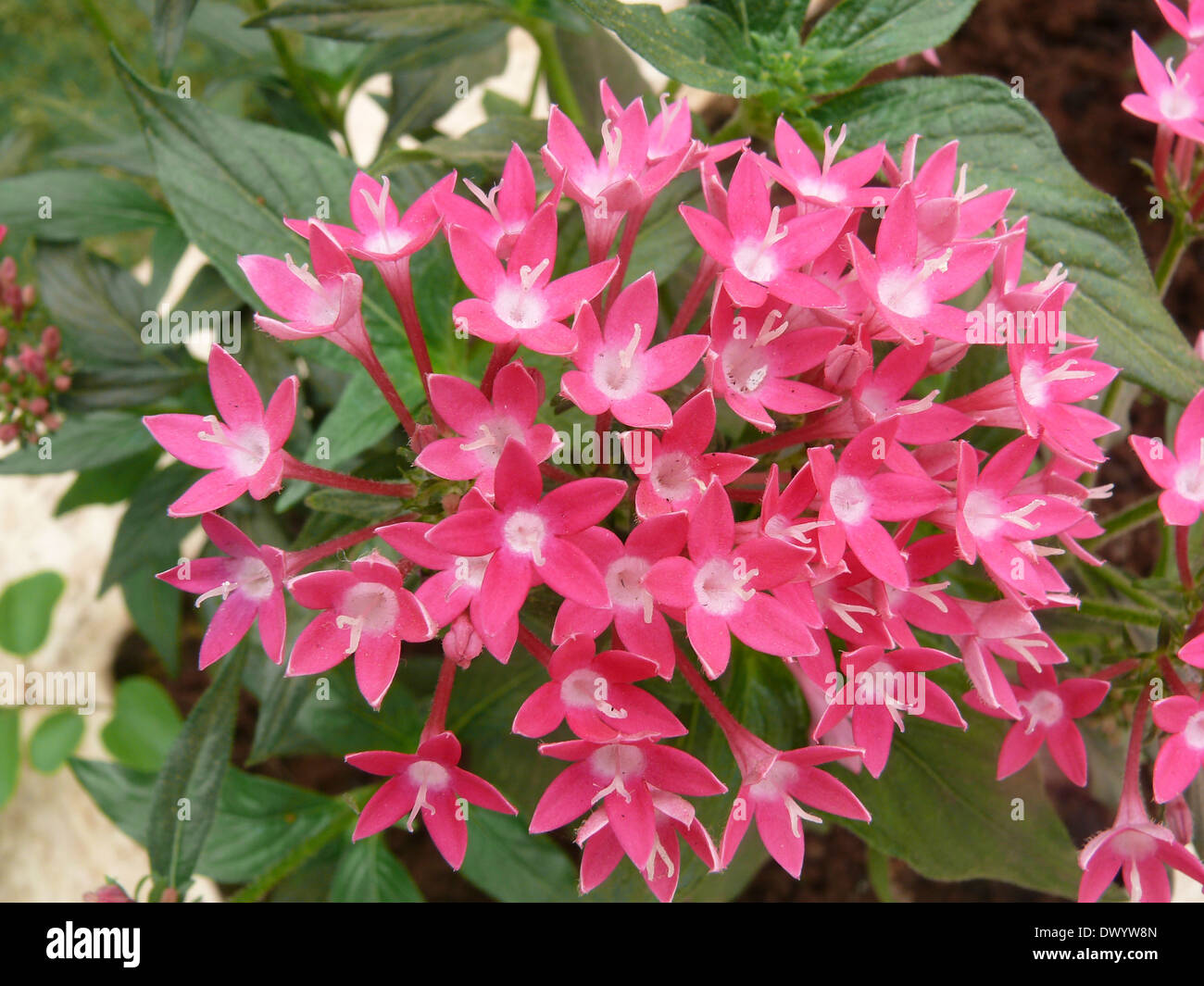 Pentas, Star flower, Star cluster, Pentas lanceolata, Rubiaceae Stock ...