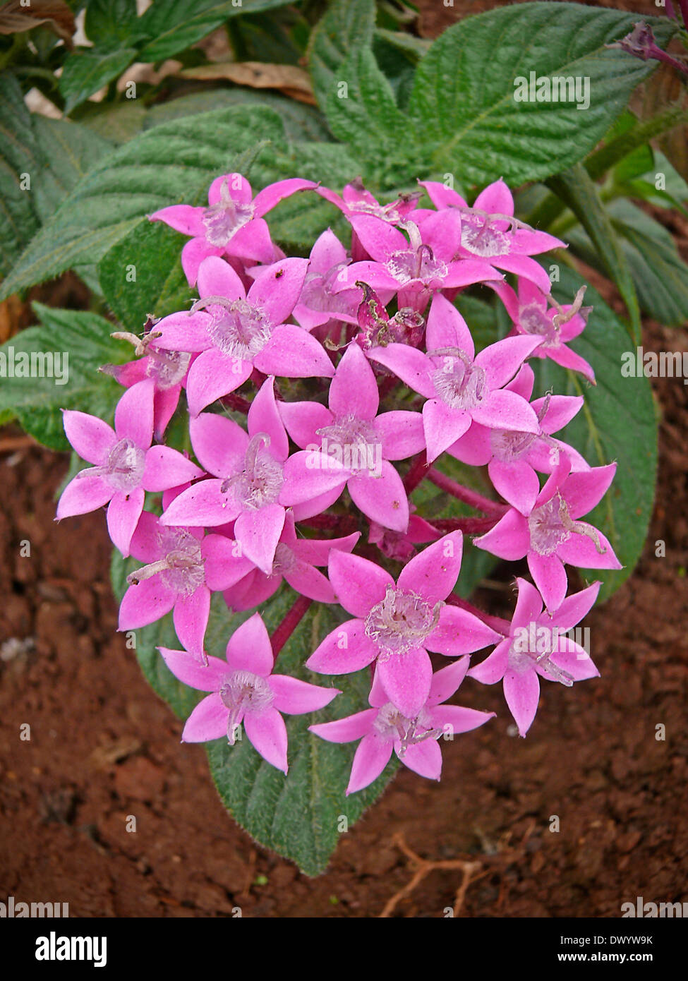 Pentas, Star flower, Star cluster, Pentas lanceolata, Rubiaceae Stock ...