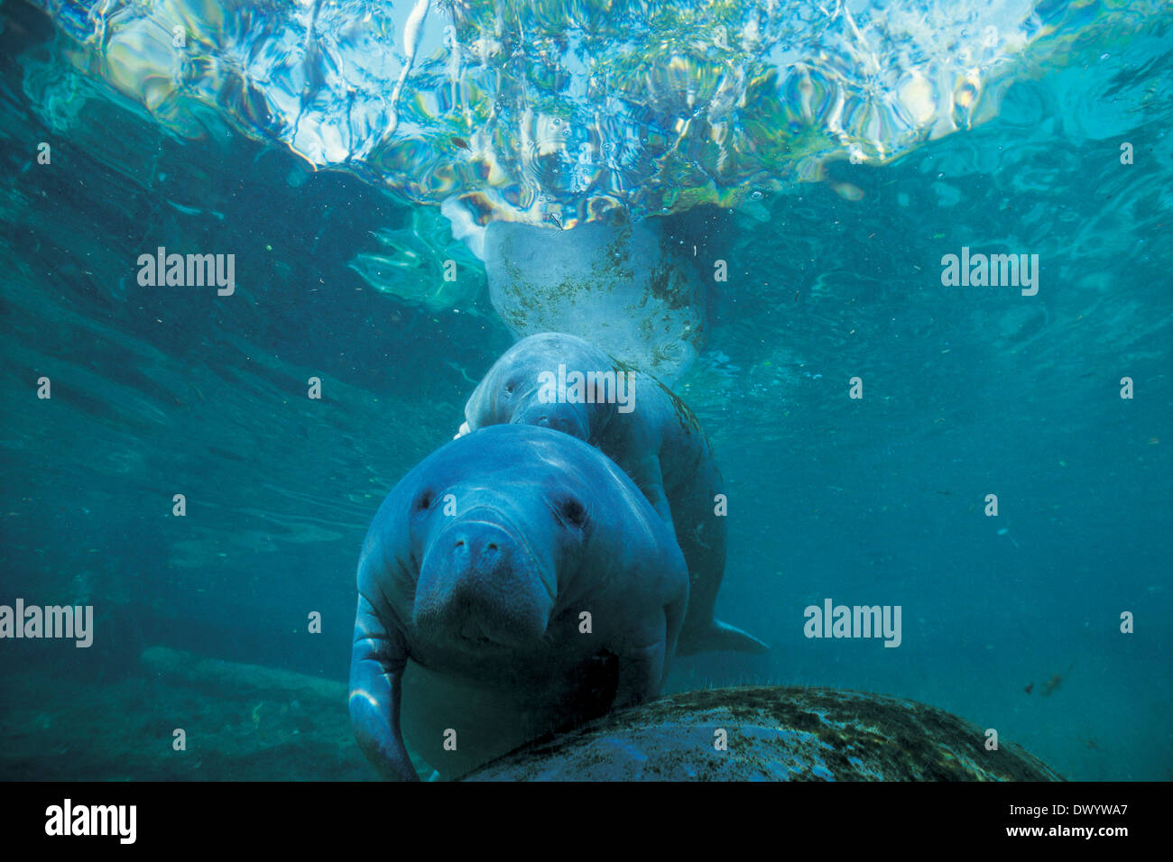 Two manatees florida hi-res stock photography and images - Alamy