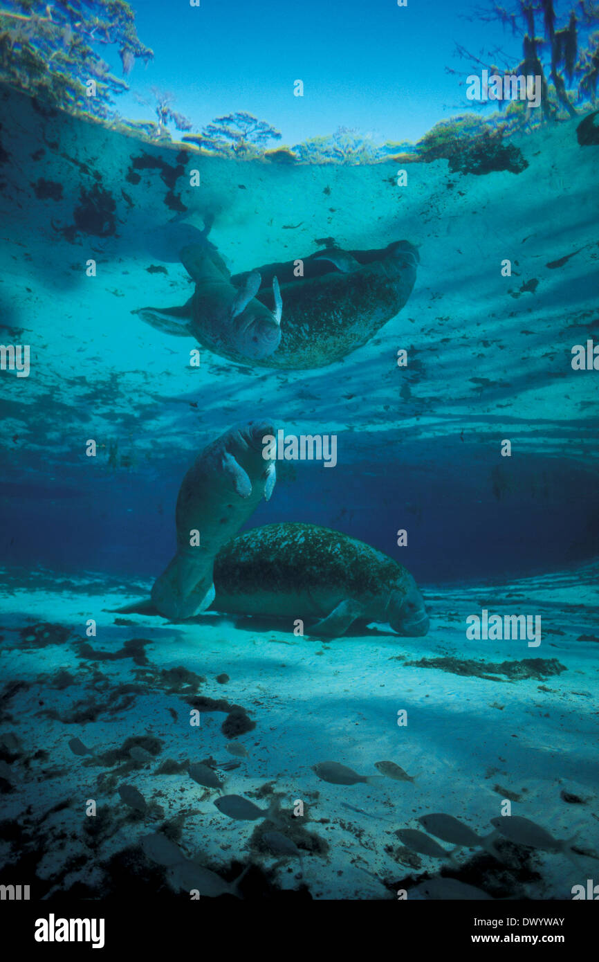Two manatees in Crystal River, Florida, USA Stock Photo - Alamy