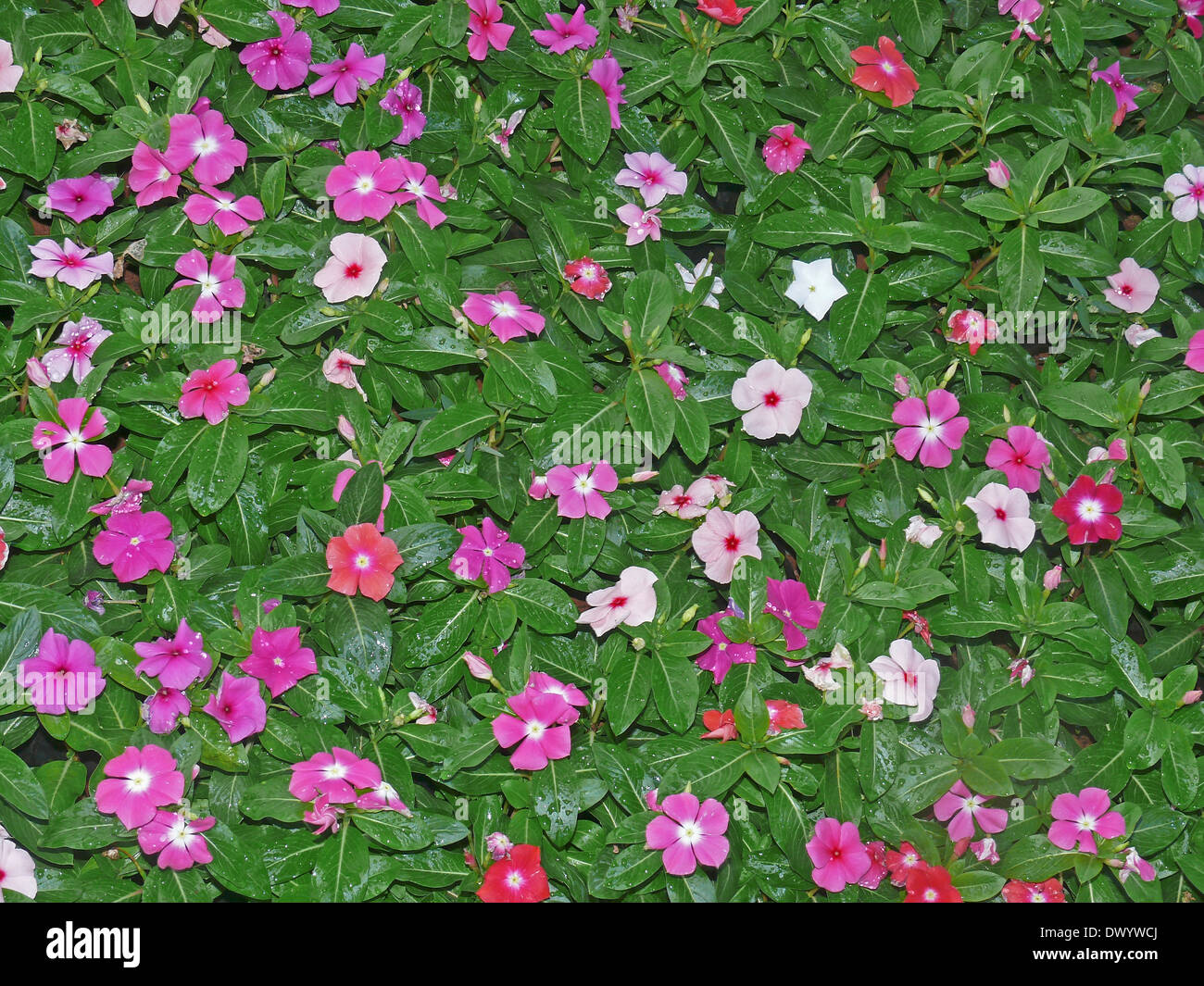 Vinca Rosea, Vinca Rosea, Periwinkles, Madagascar Periwinkles Stock ...