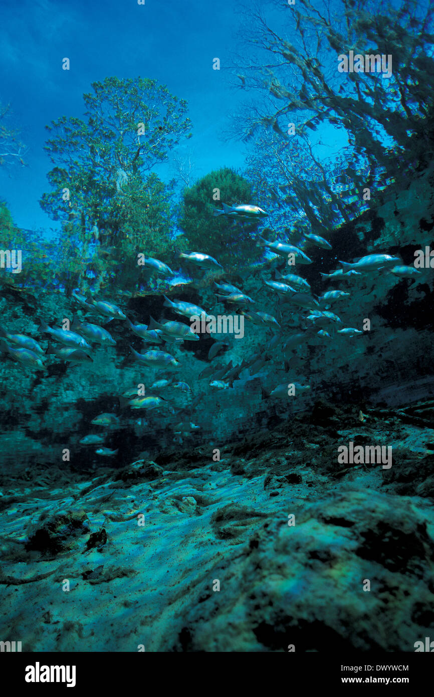 Grey snappers hi-res stock photography and images - Alamy