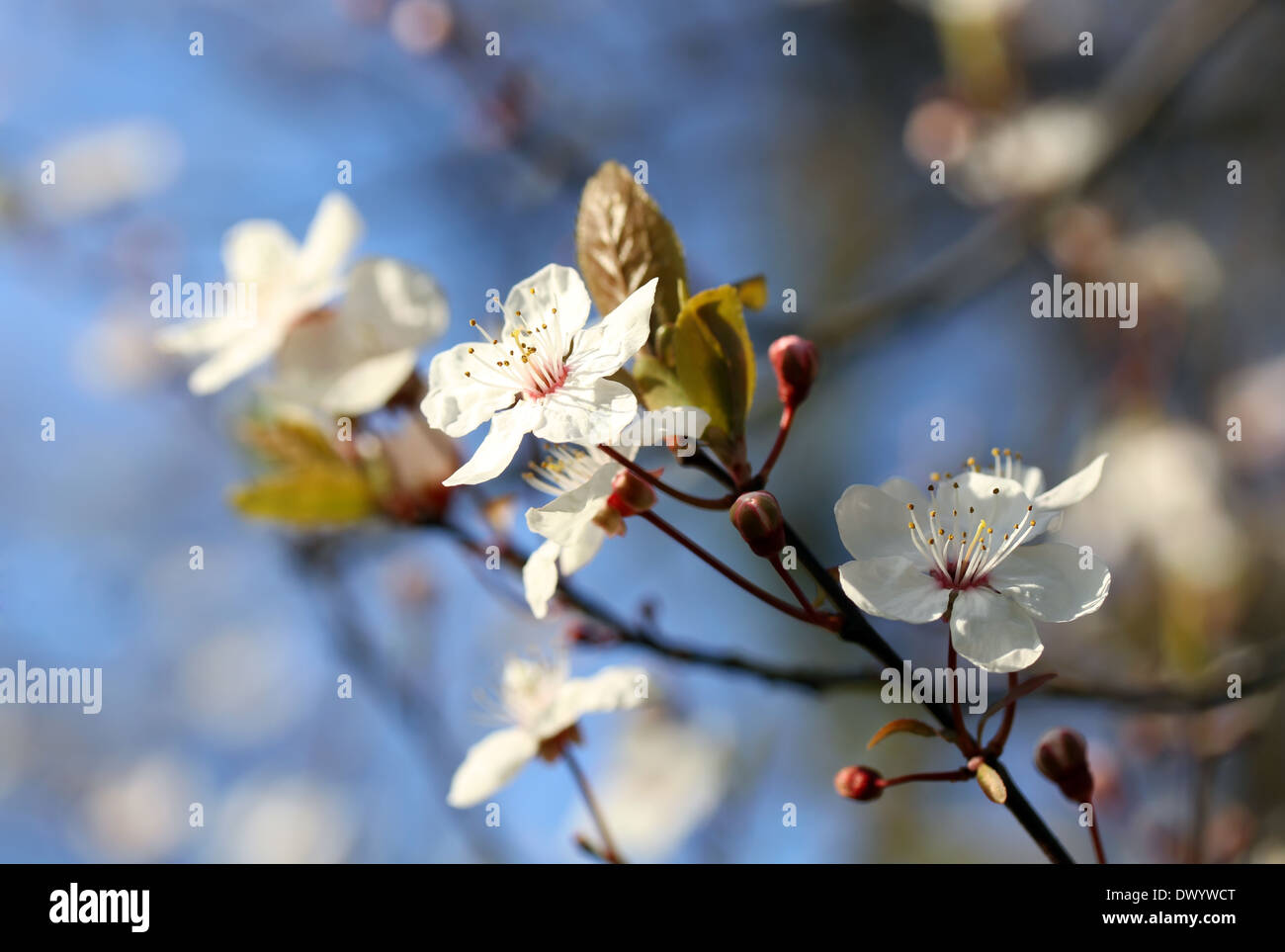 Blooming spring tree branch Stock Photo - Alamy