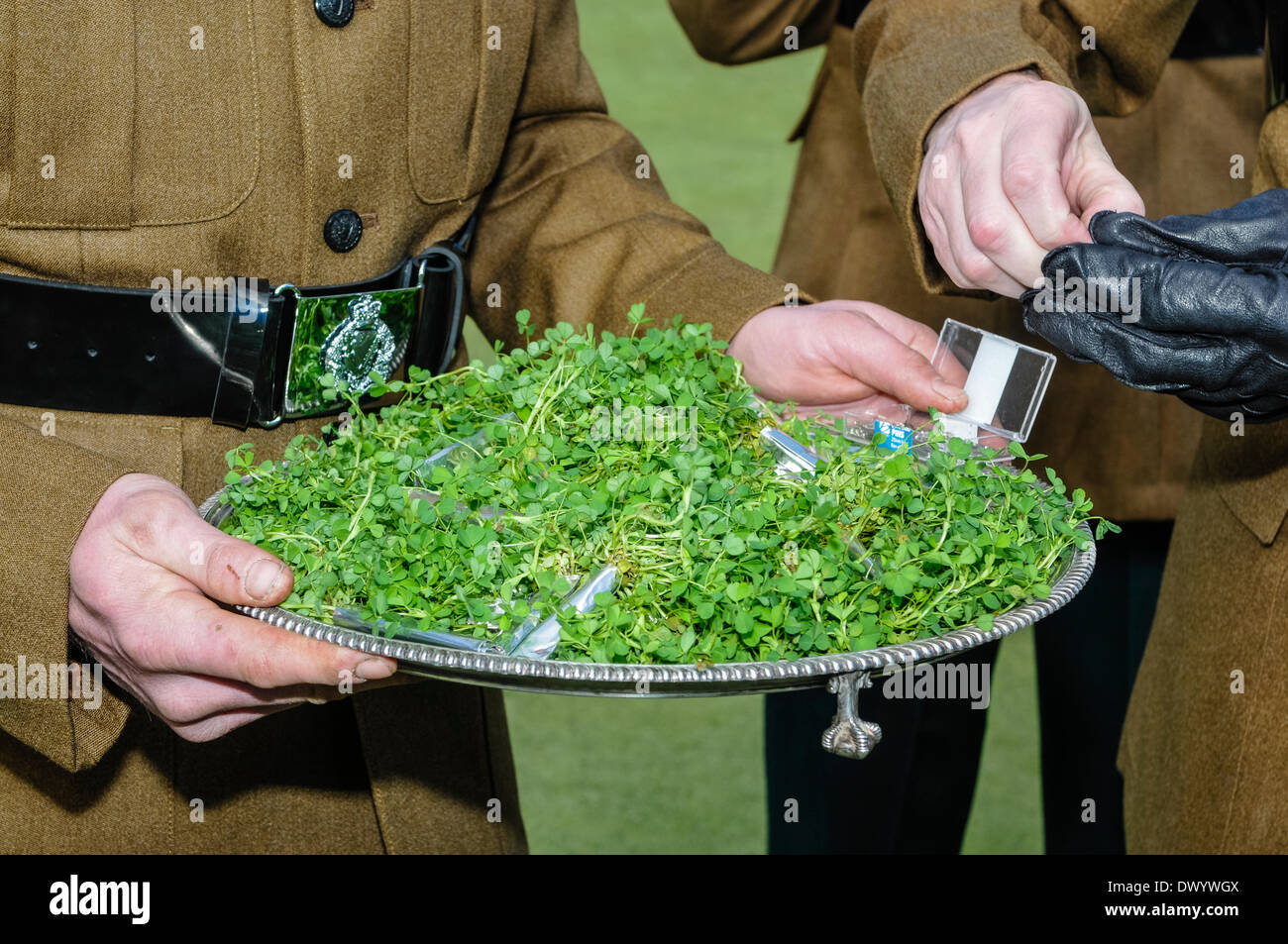 A silver platter holds sprigs of shamrock to be distributed at the ...