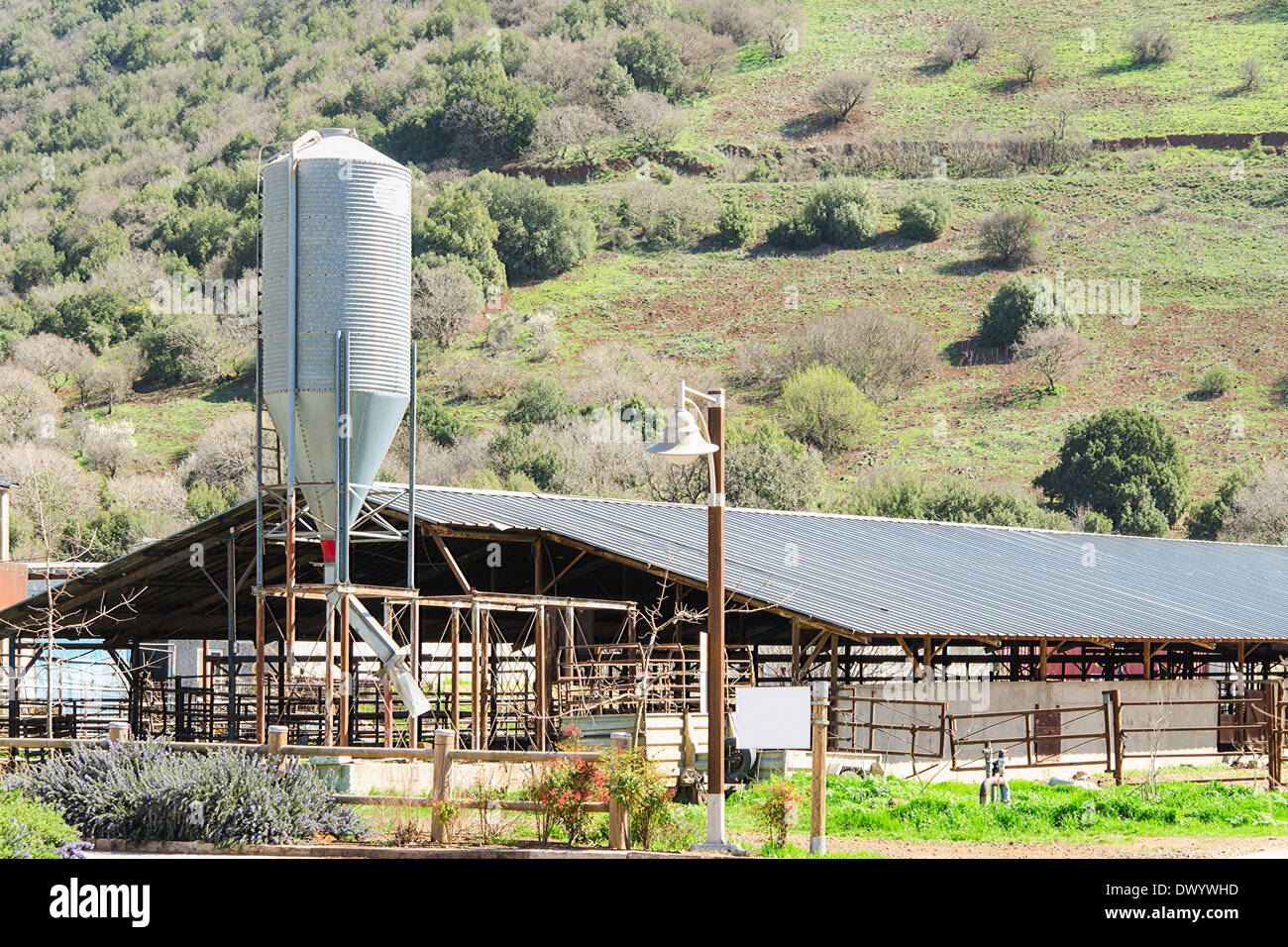 Rustic cowshed with silo in the countryside aginst spring blossoming ...