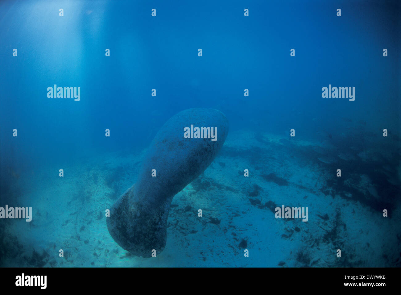 Manatee in crystal river hi-res stock photography and images - Alamy