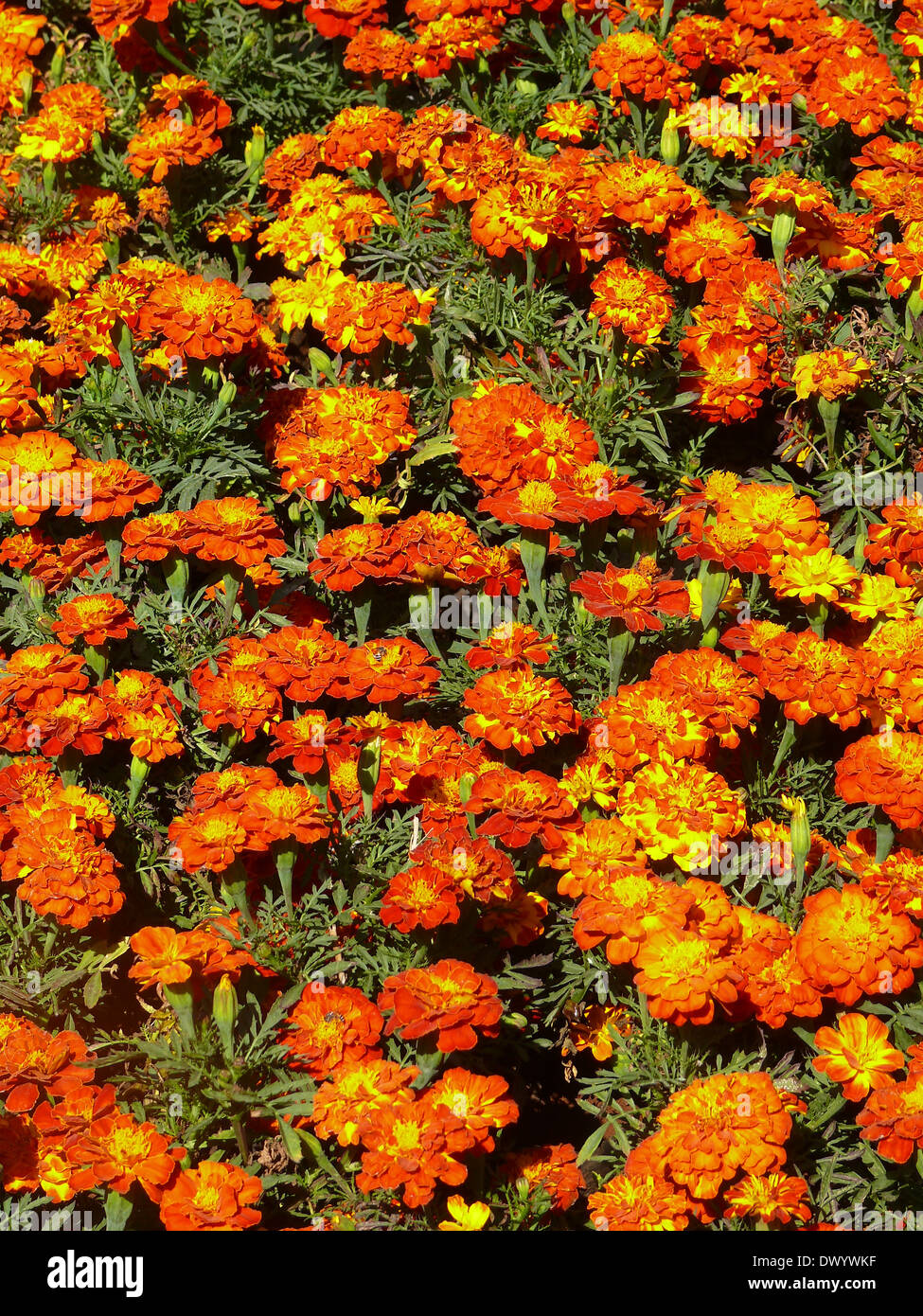 Calendula officinalis linn hi-res stock photography and images - Alamy