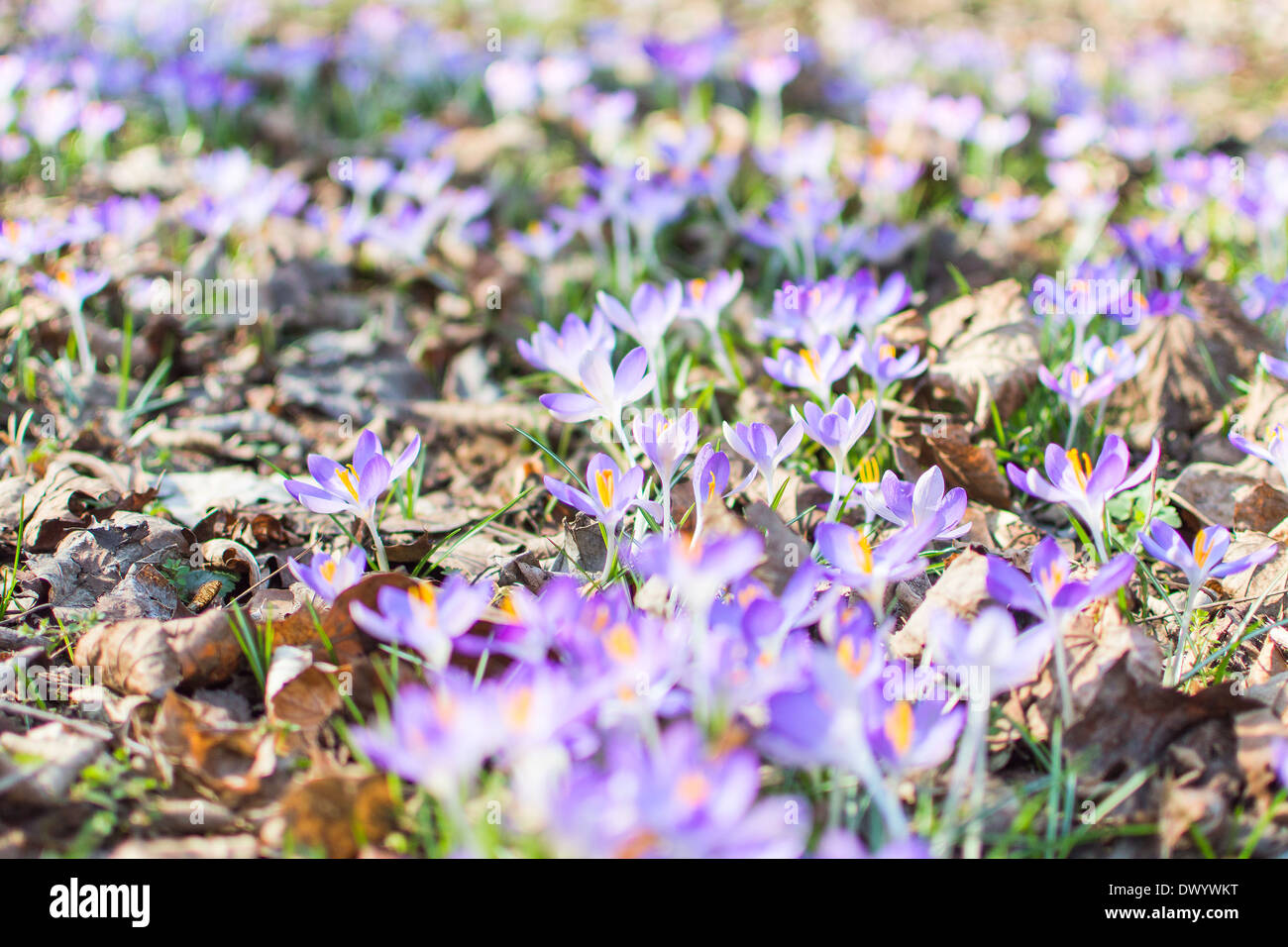 Spring blooming crocus flowers over dry foliage on the lawn Stock Photo ...