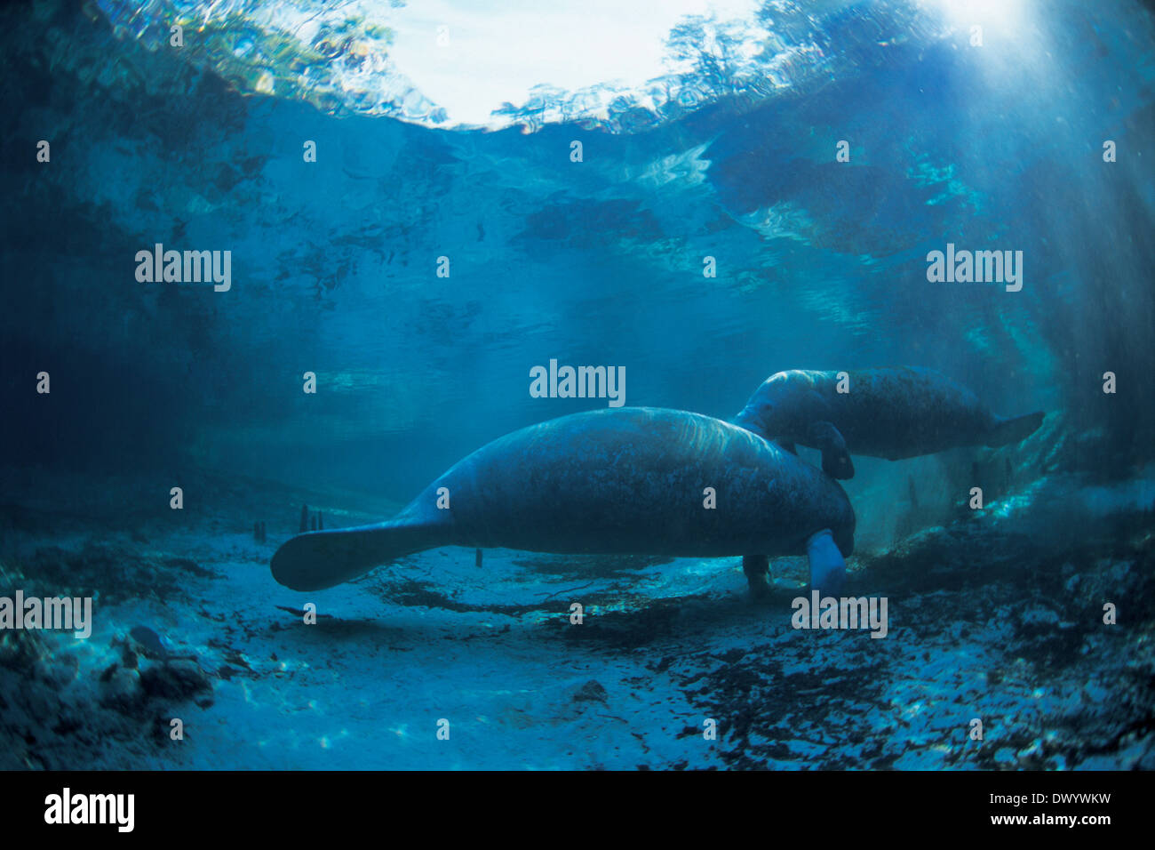 Manatees at crystal river hi-res stock photography and images - Alamy