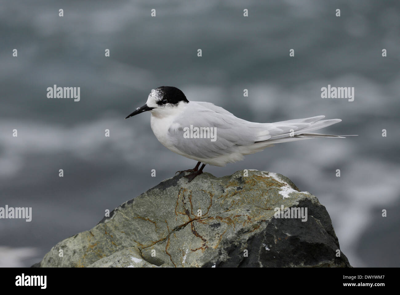 White-fronted tern (Sterna striata), a breeding endemic of New Zealand ...