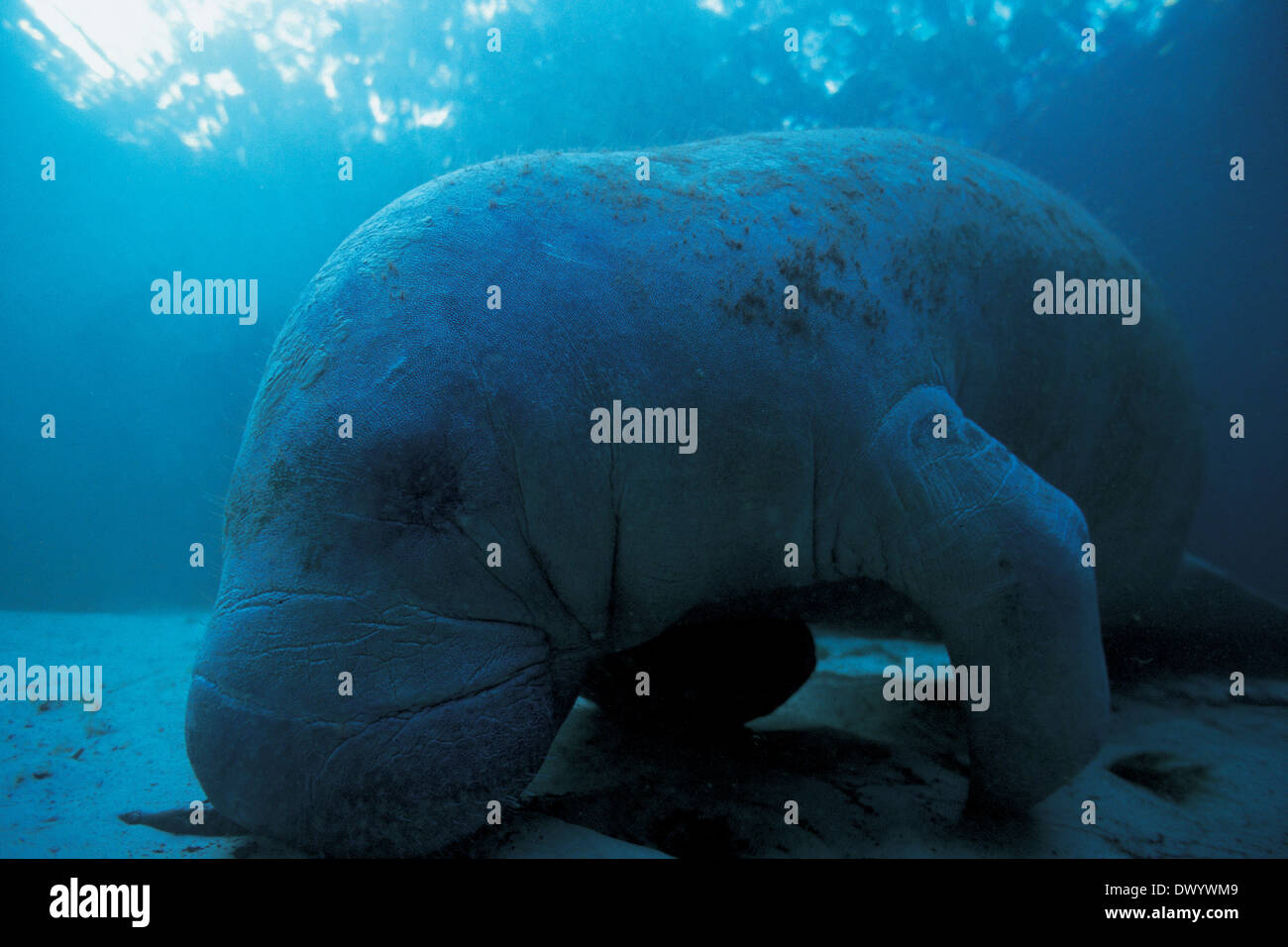 Manatee close up and florida hi-res stock photography and images - Alamy