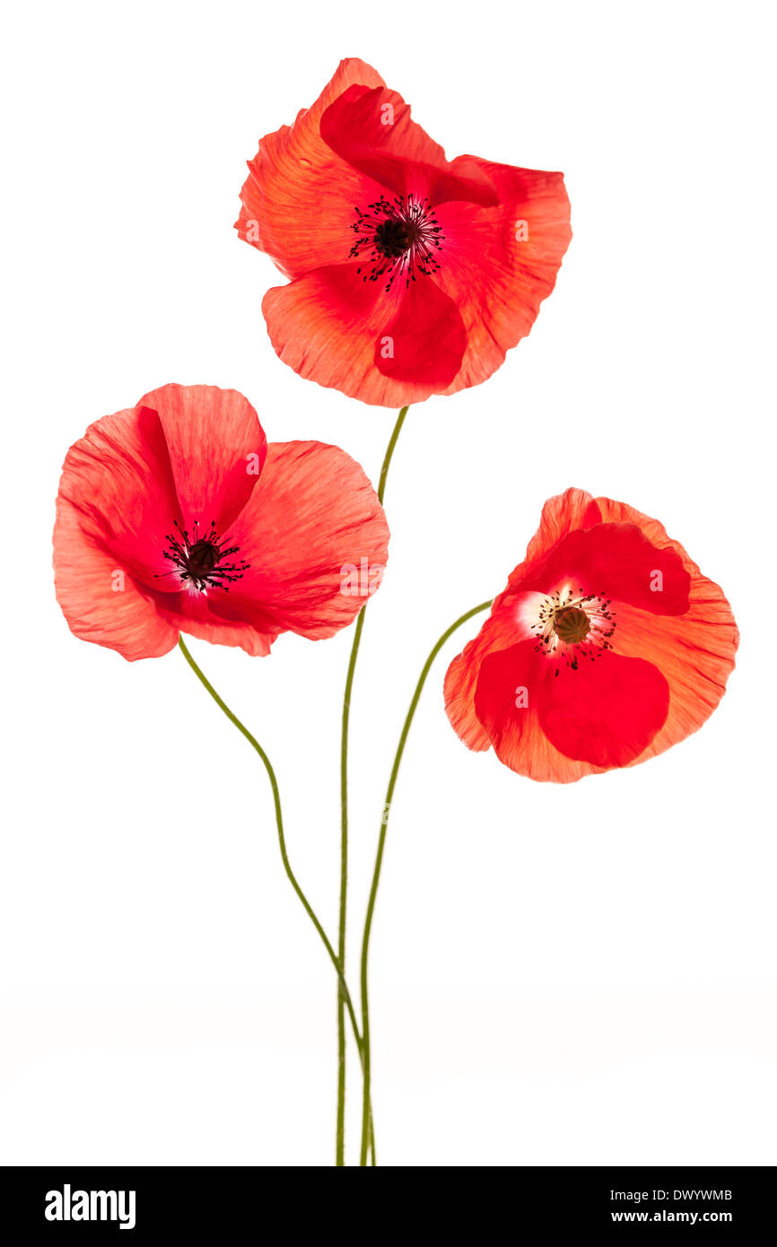 Three red poppy flowers isolated on white background, studio shot Stock ...