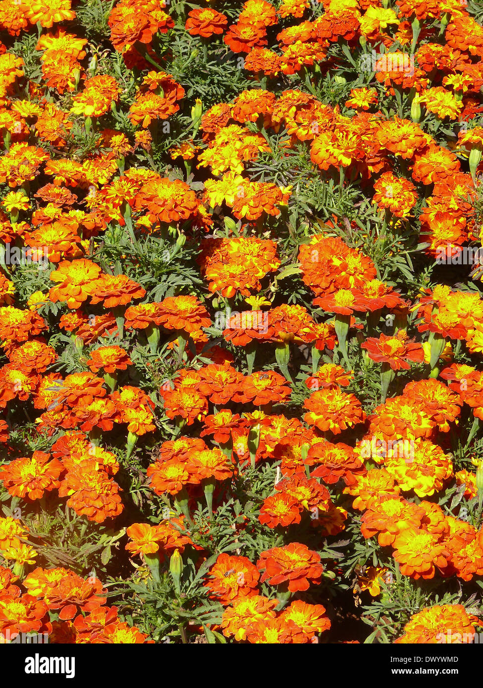 Marigold texture hi-res stock photography and images - Alamy