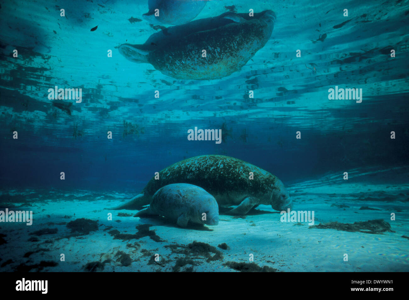 Two manatees in Crystal River, Florida, USA Stock Photo - Alamy