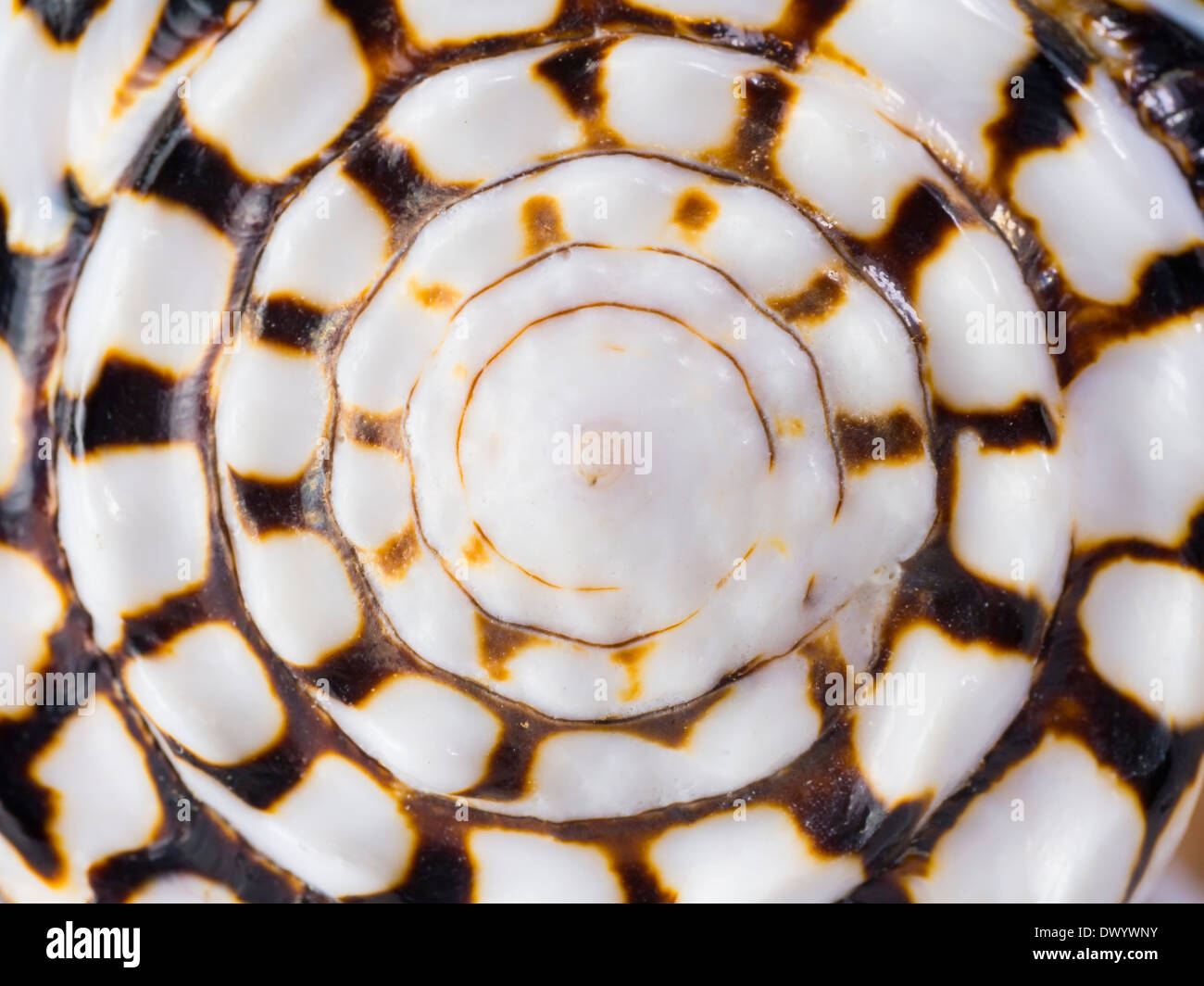 A colourful spiral cone shell. These come from the venomous conus ...