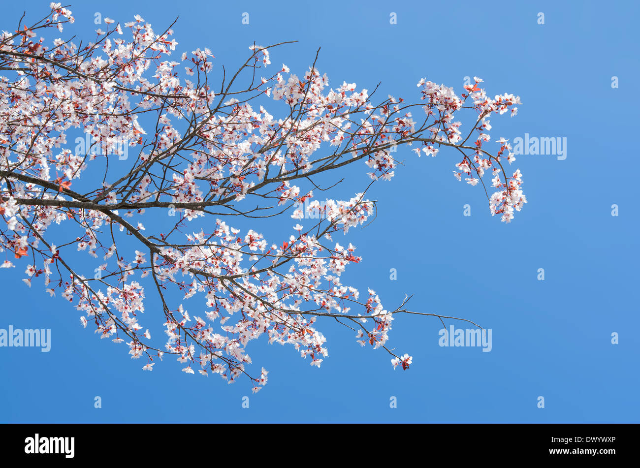 Pink sky wallpapers hi-res stock photography and images - Alamy