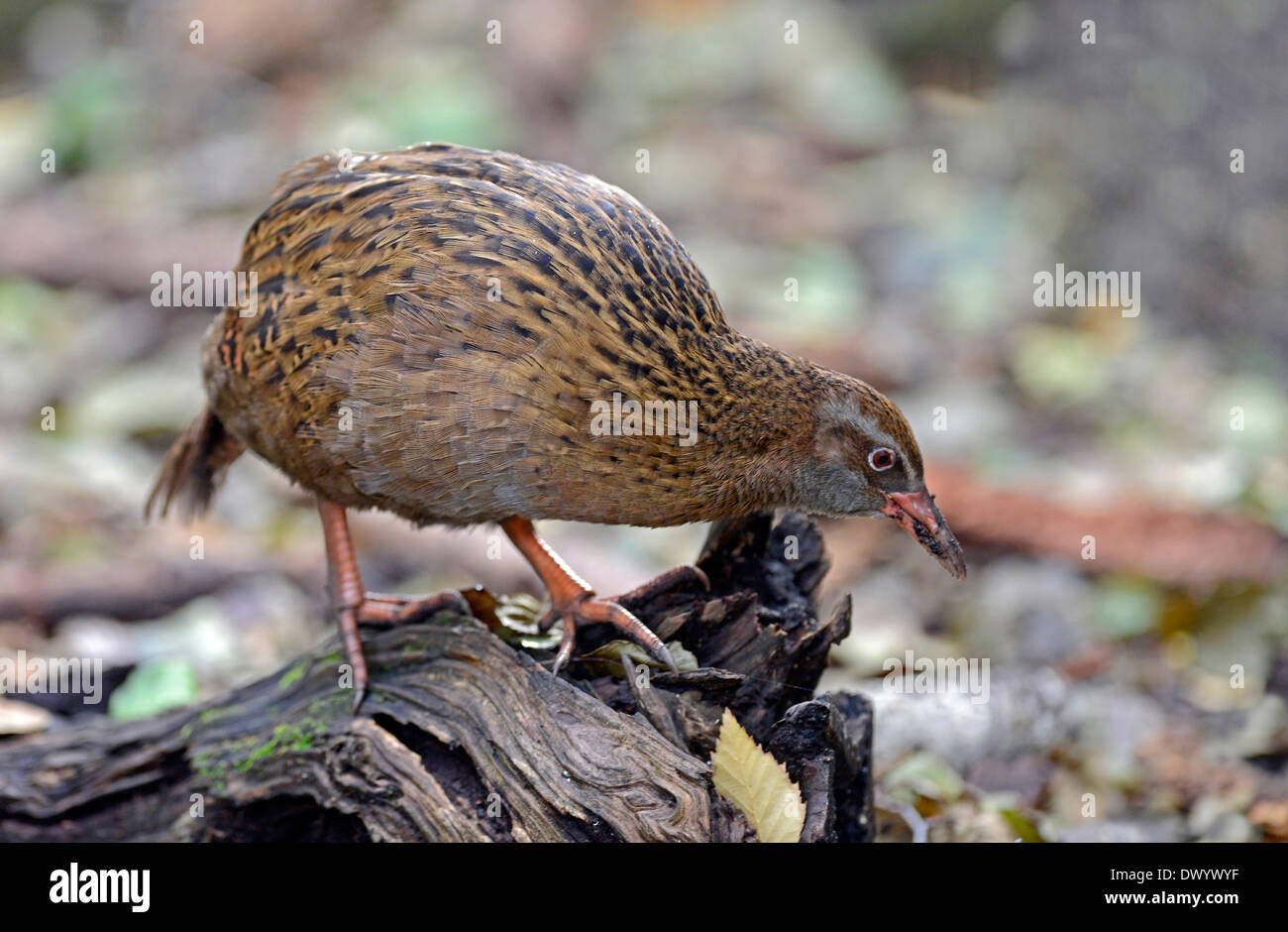 Weka (Gallirallus australis), an endemic flightless rail of New Zealand ...
