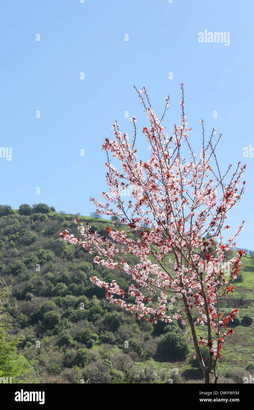 Pink sky wallpapers hi-res stock photography and images - Alamy