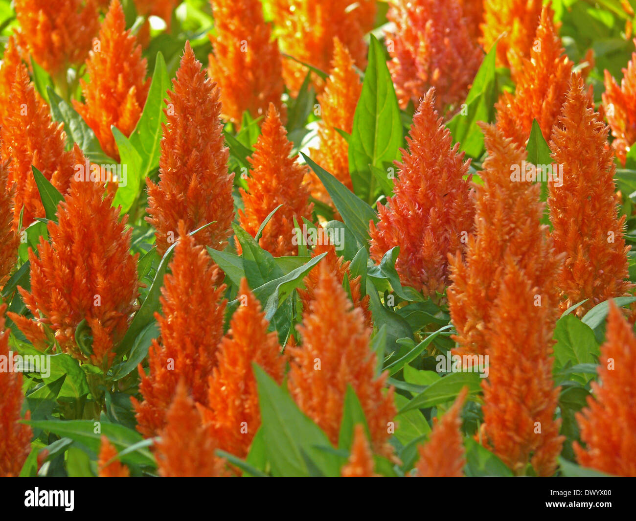 Celosia Plumosa Flowers High Resolution Stock Photography and Images ...