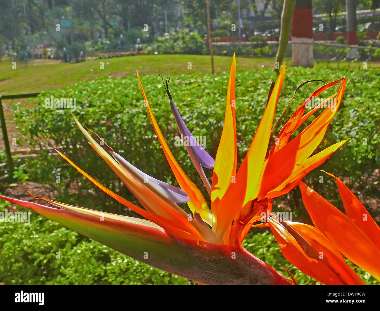 Stork lily, Bird of Paradise Stock Photo - Alamy