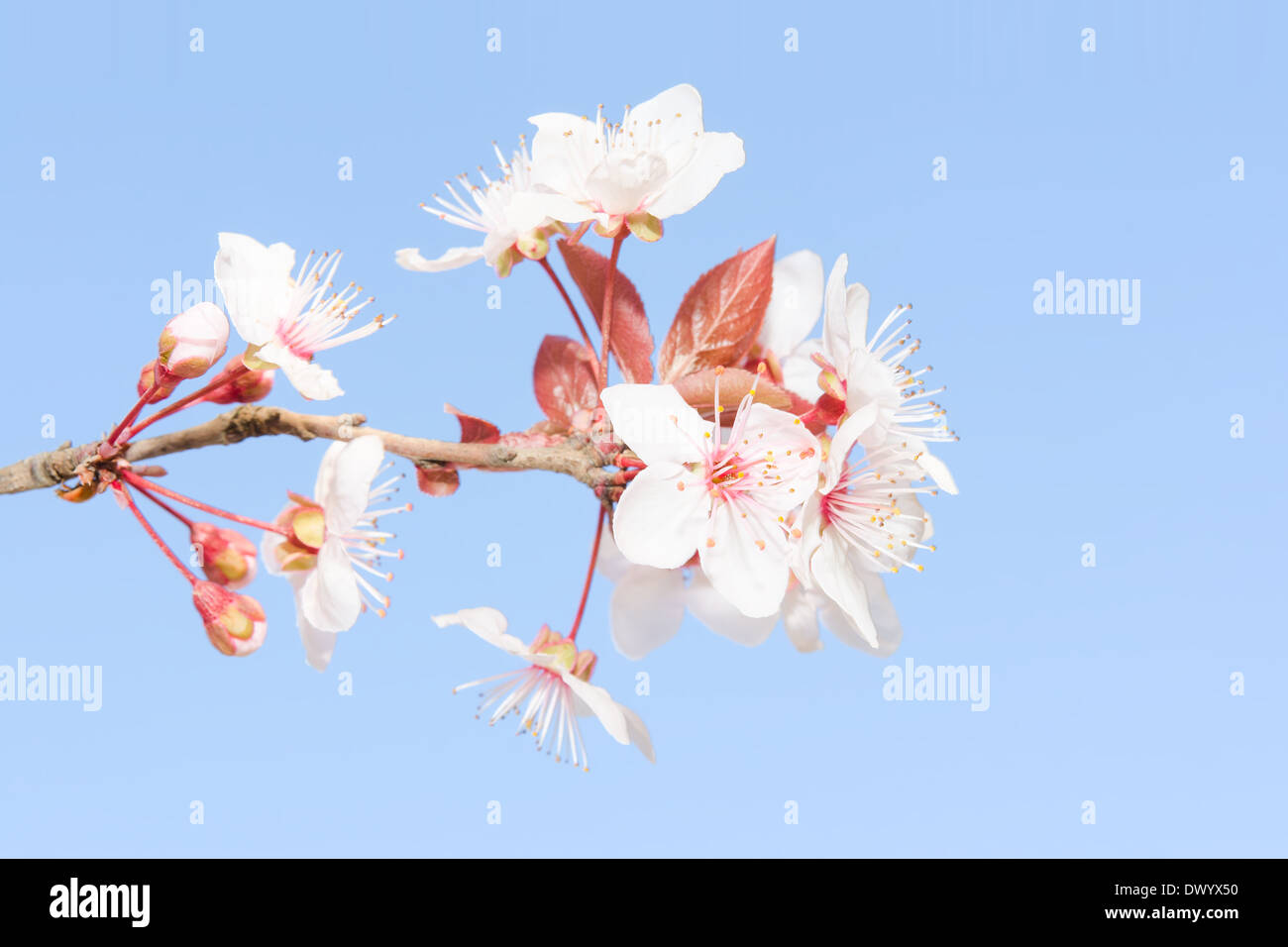 Spring flowers of cherry hi-res stock photography and images - Alamy