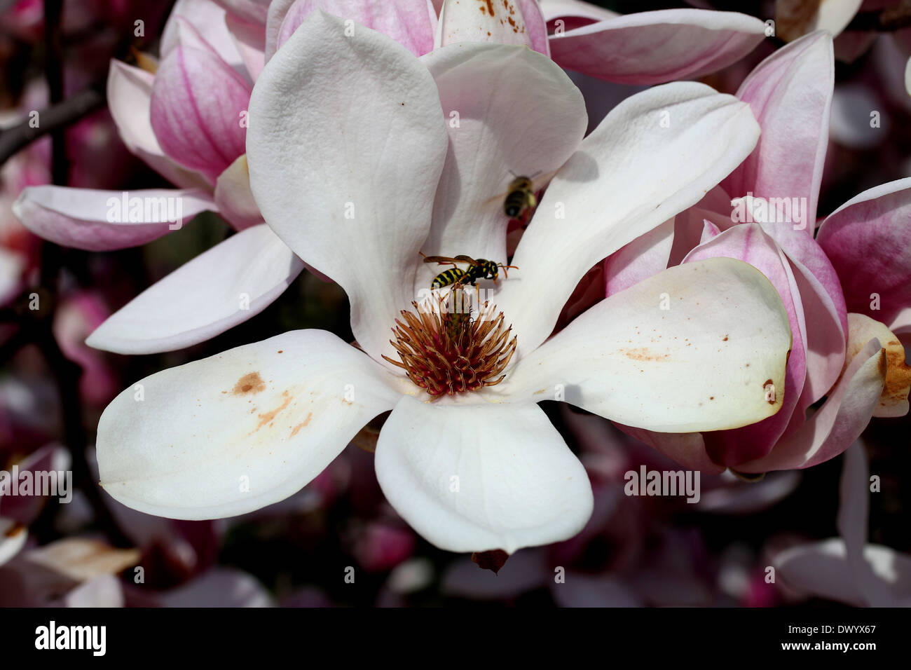 Nice flower background hi-res stock photography and images - Alamy