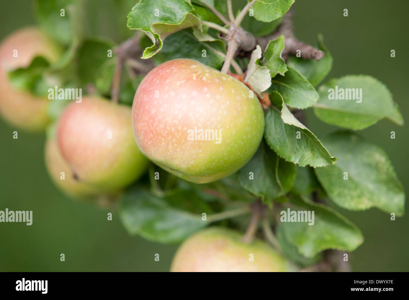 Apples growing on a tree Stock Photo - Alamy