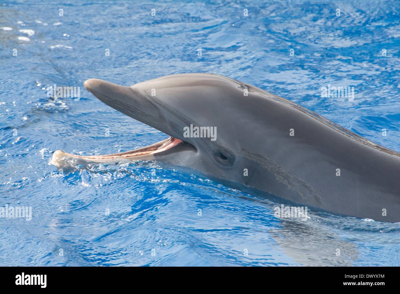 Atlantic Bottlenose Dolphin Stock Photo - Alamy