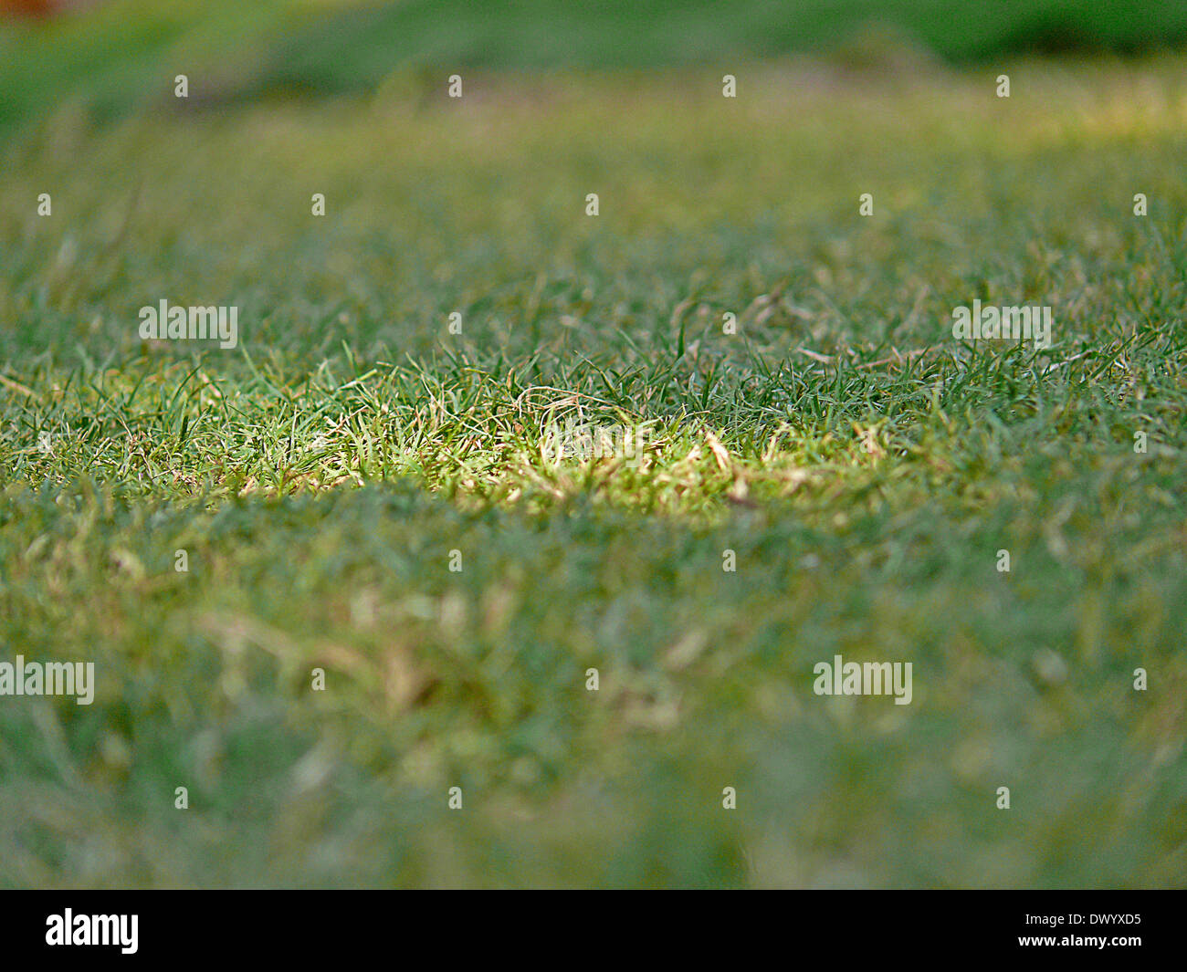 Bermuda Lawn Grass Stock Photo - Alamy