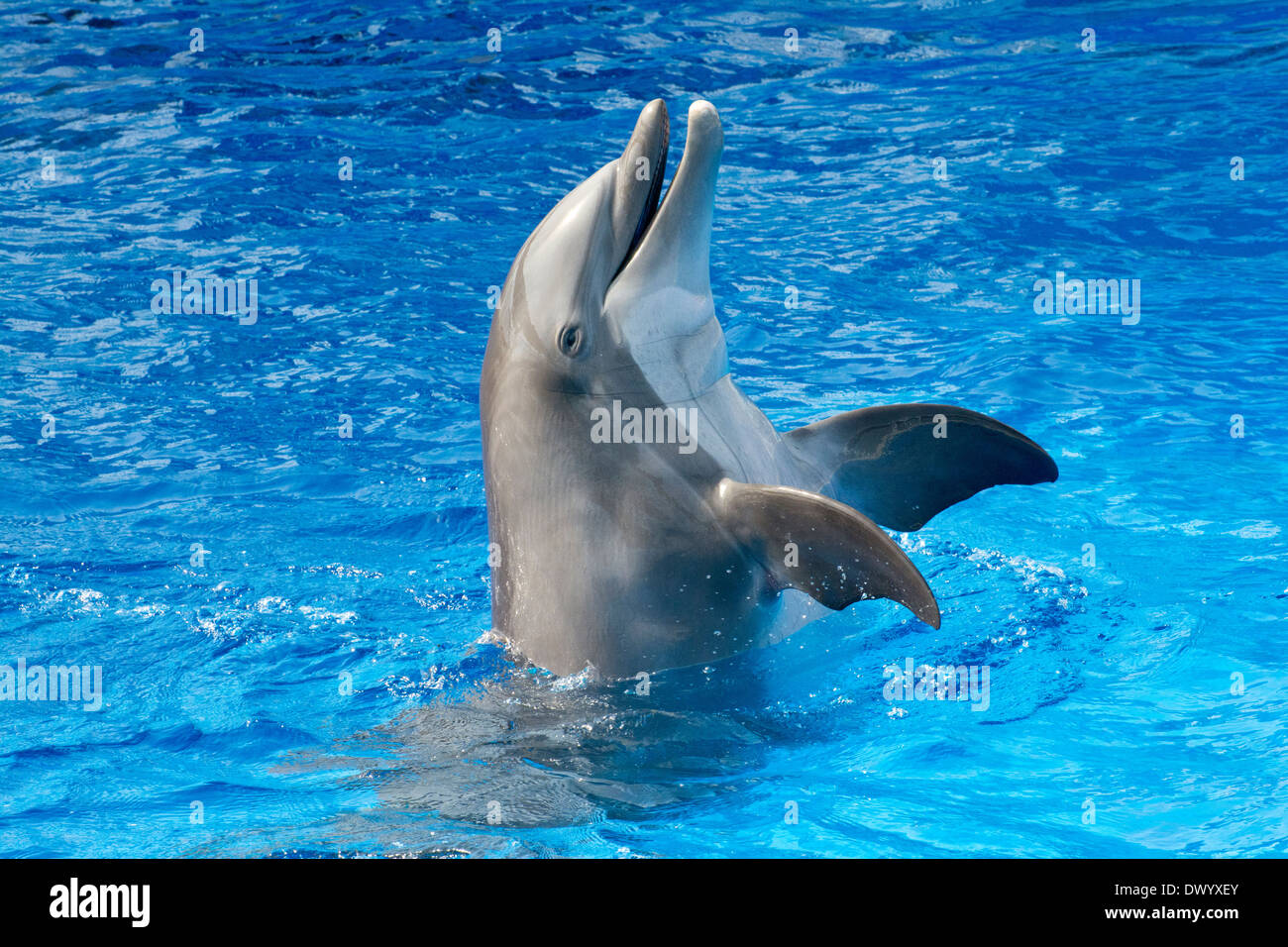 Bottlenose dolphin hi-res stock photography and images - Alamy