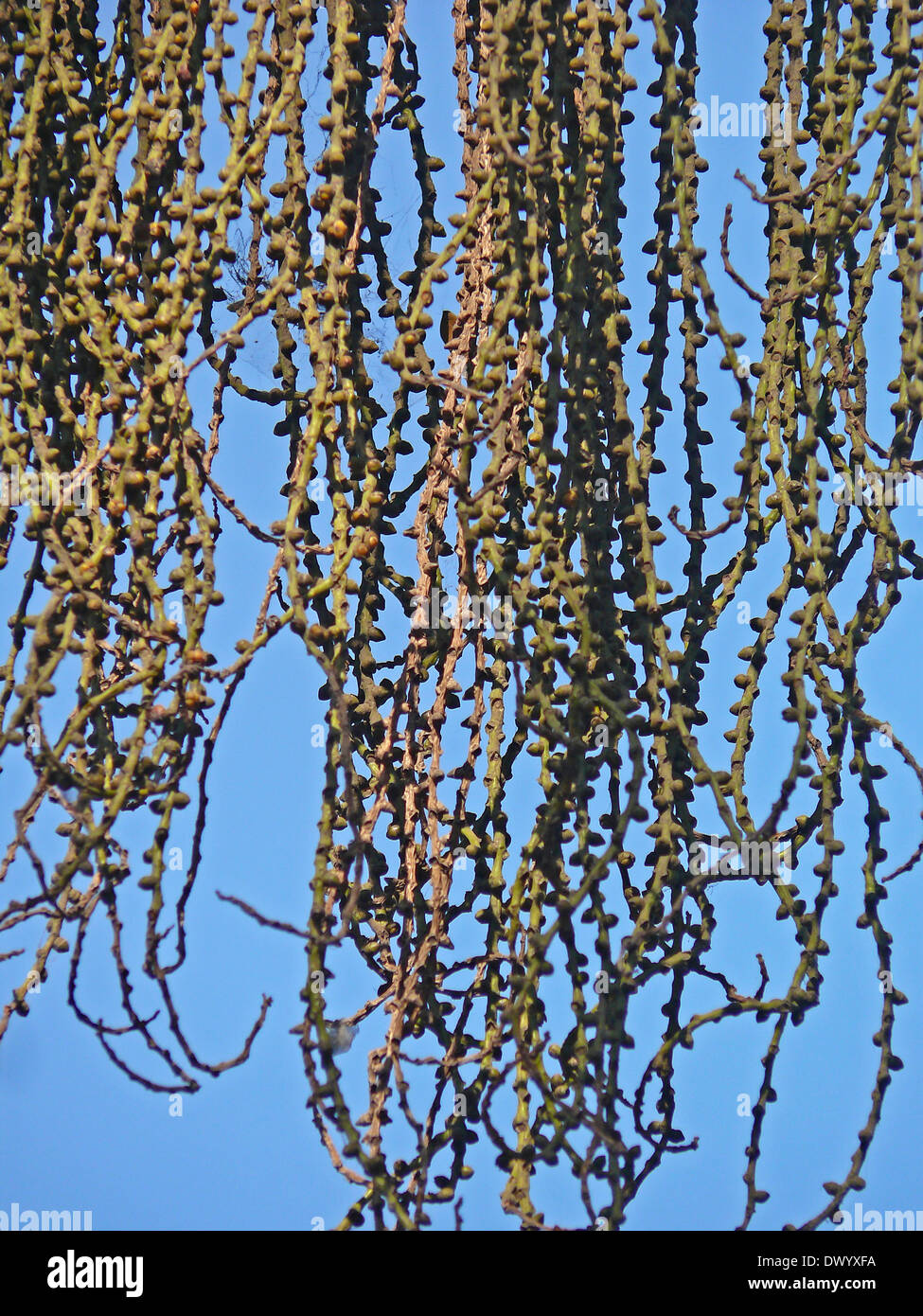 Syagrus hi-res stock photography and images - Alamy