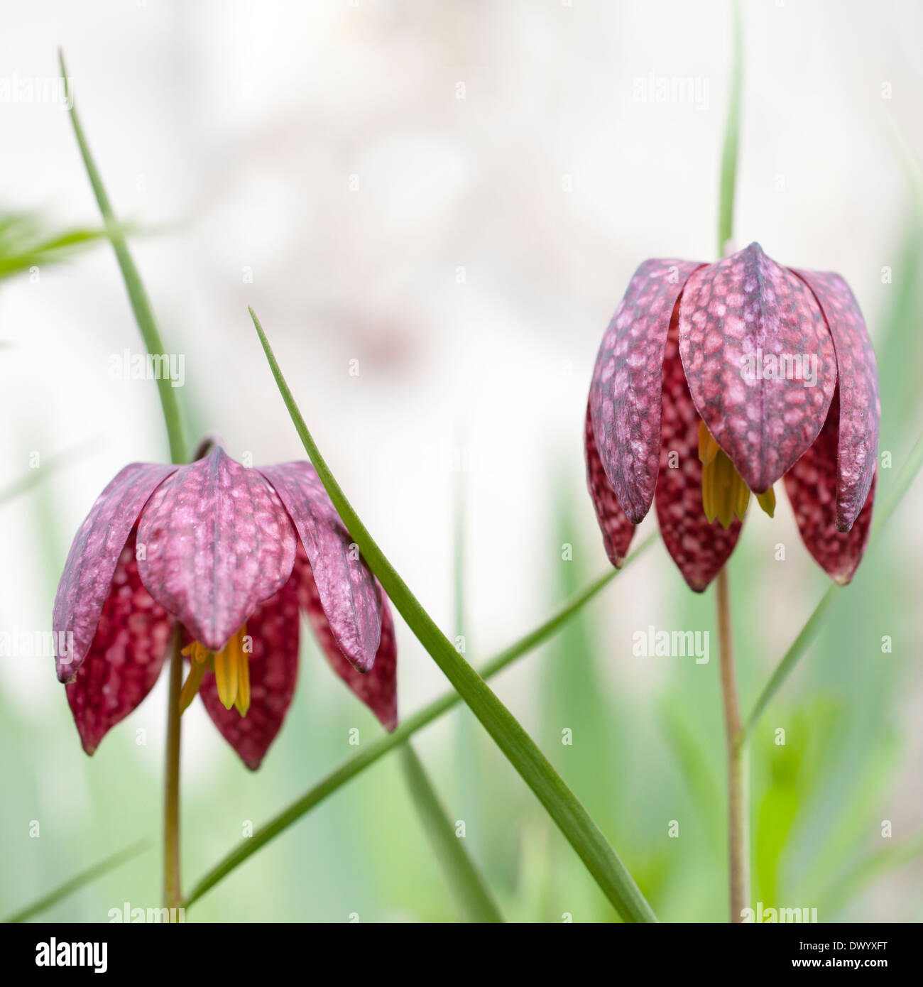 Trio floral design hi-res stock photography and images - Alamy