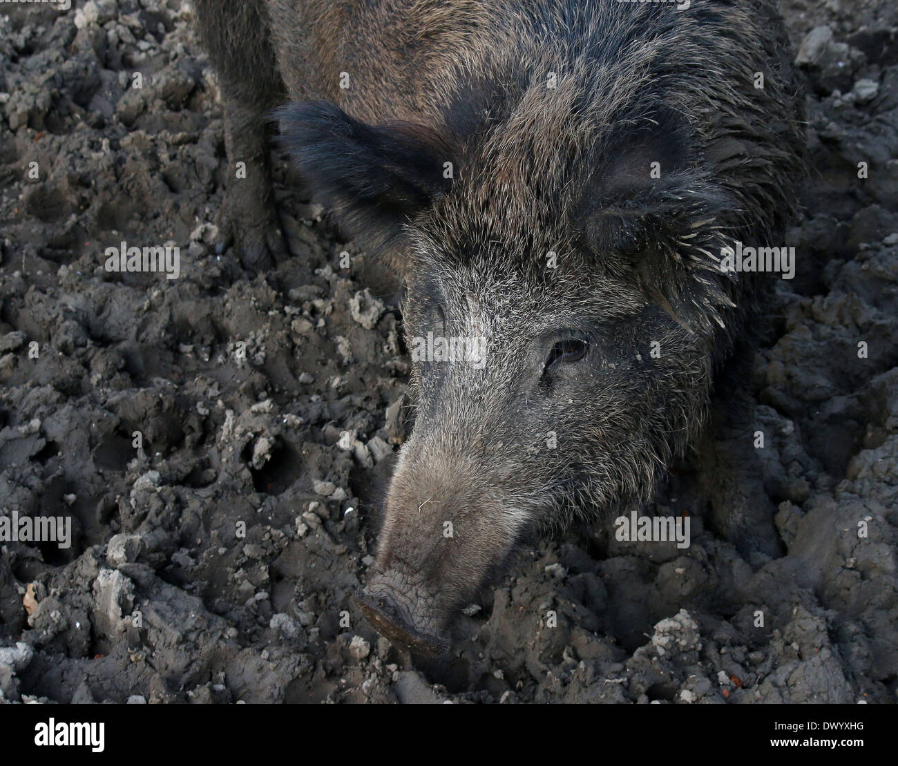 Pigs head boars head hi-res stock photography and images - Alamy