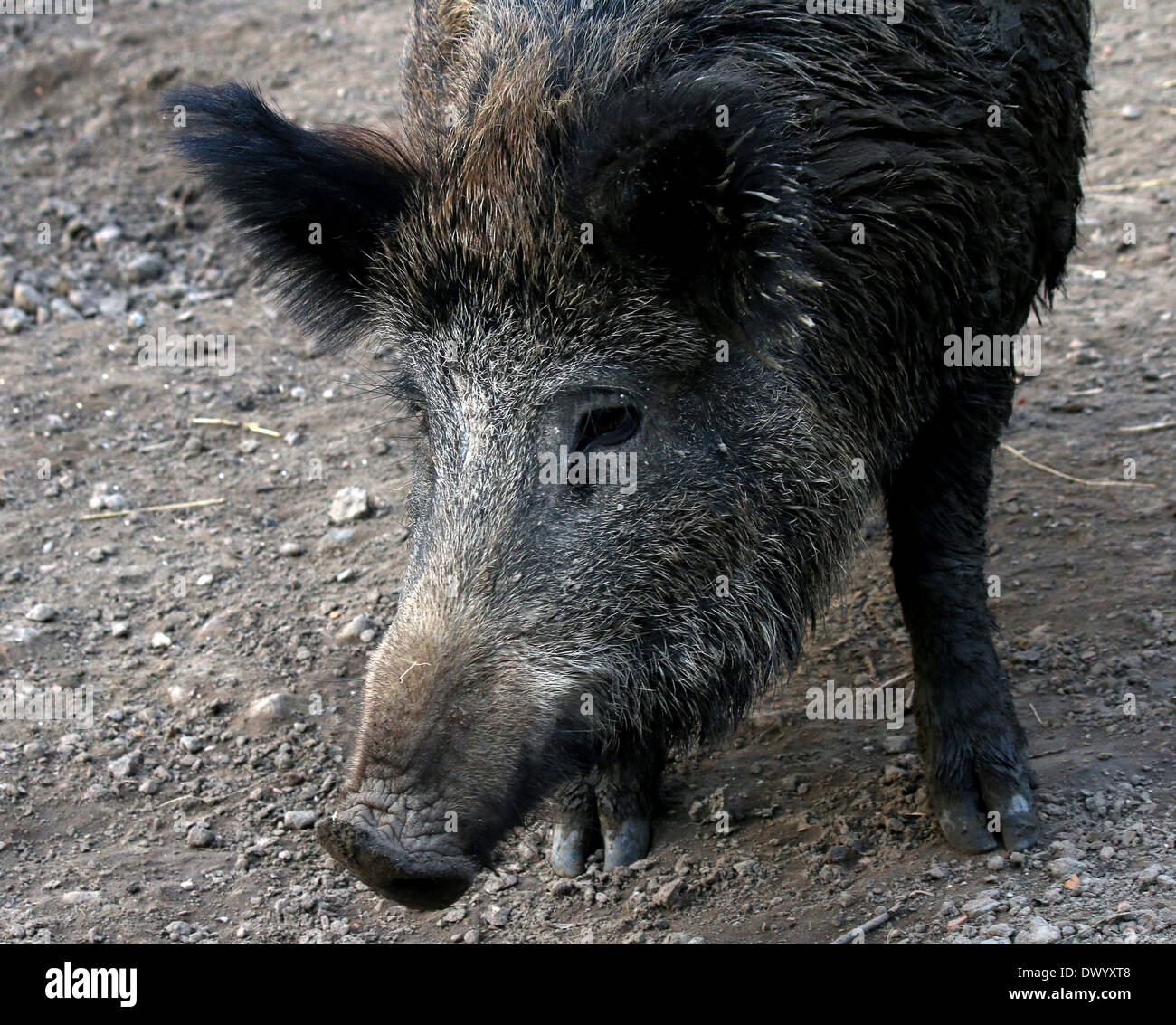 Sanglier sus scrofa hi-res stock photography and images - Alamy