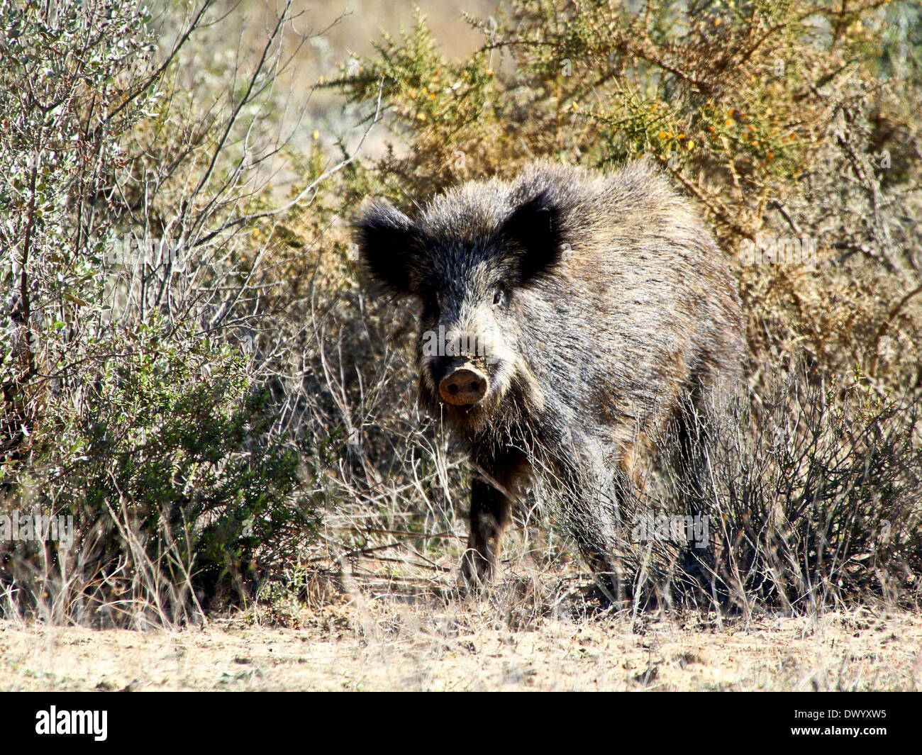Wild boars in andalucia hi-res stock photography and images - Alamy