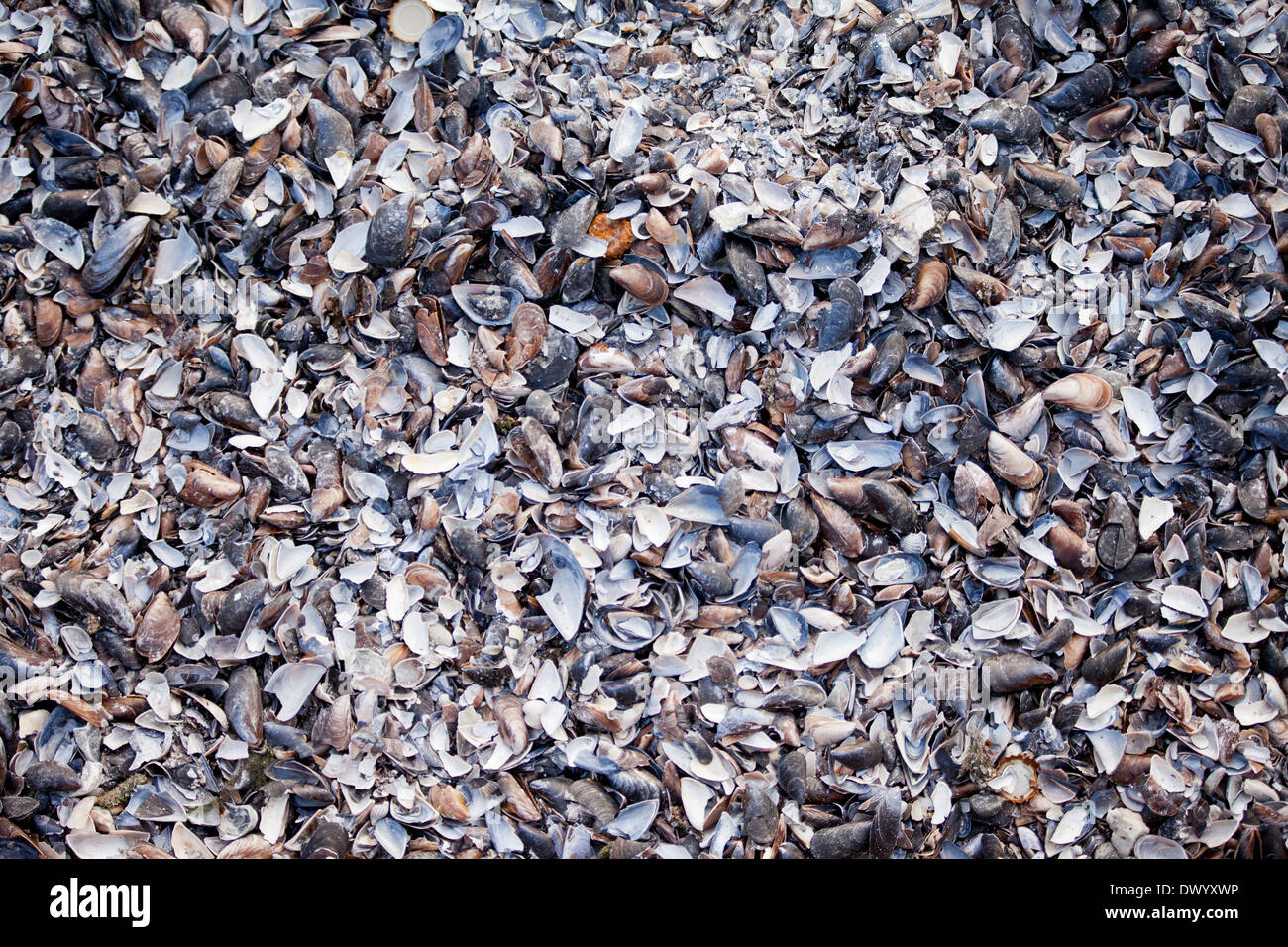 Underwater shells ocean floor hi-res stock photography and images - Alamy