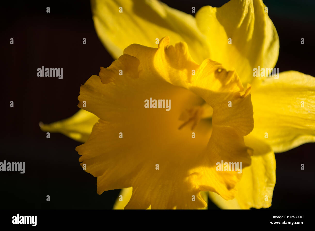 daffodil close up Stock Photo - Alamy