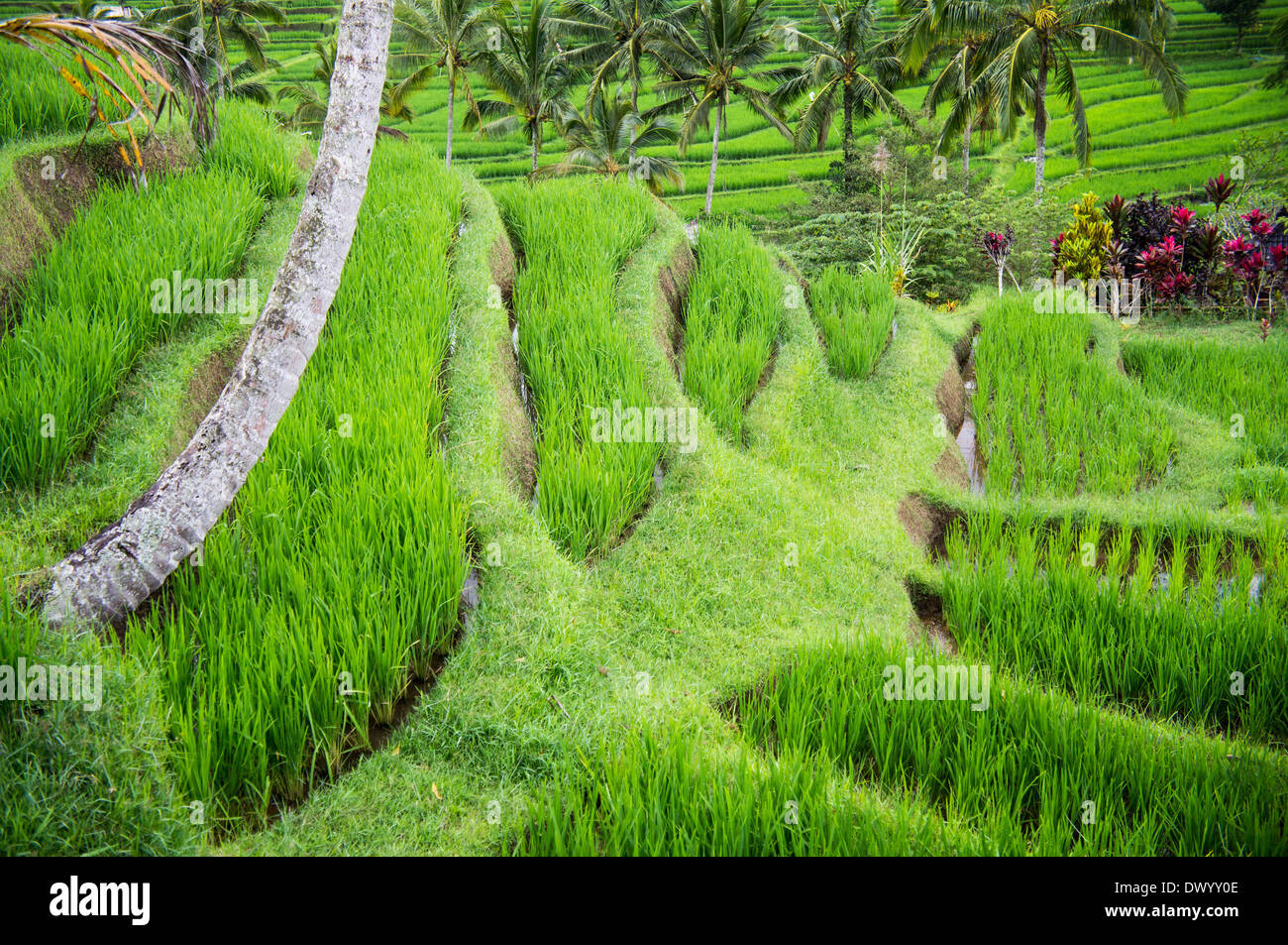 Rice terraces of Bali Island,Jatiluwih, near Ubud, Indonesia. Asia ...