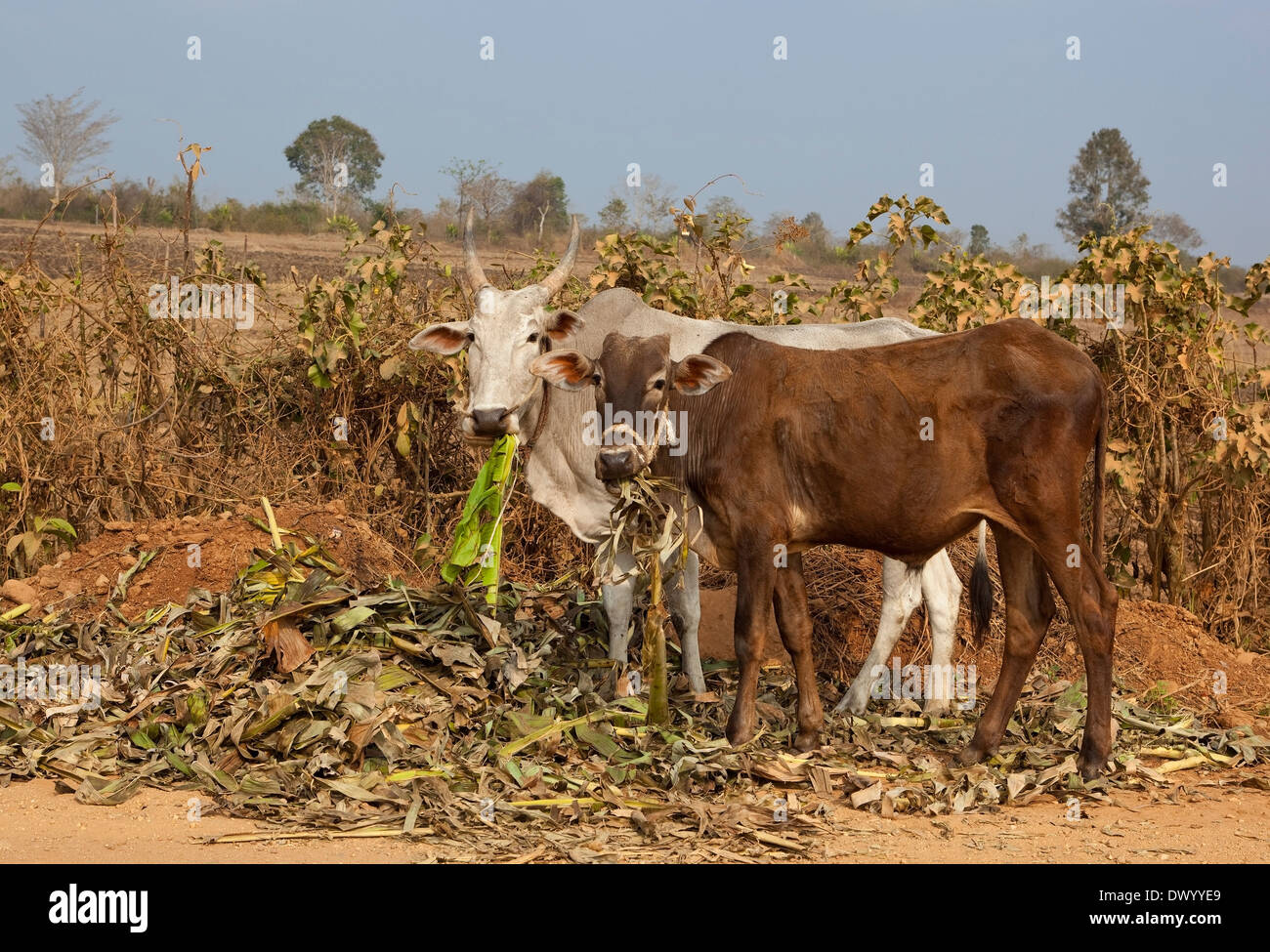 Two Brahma cows eating by a dusty roadside in the arid landscape of ...