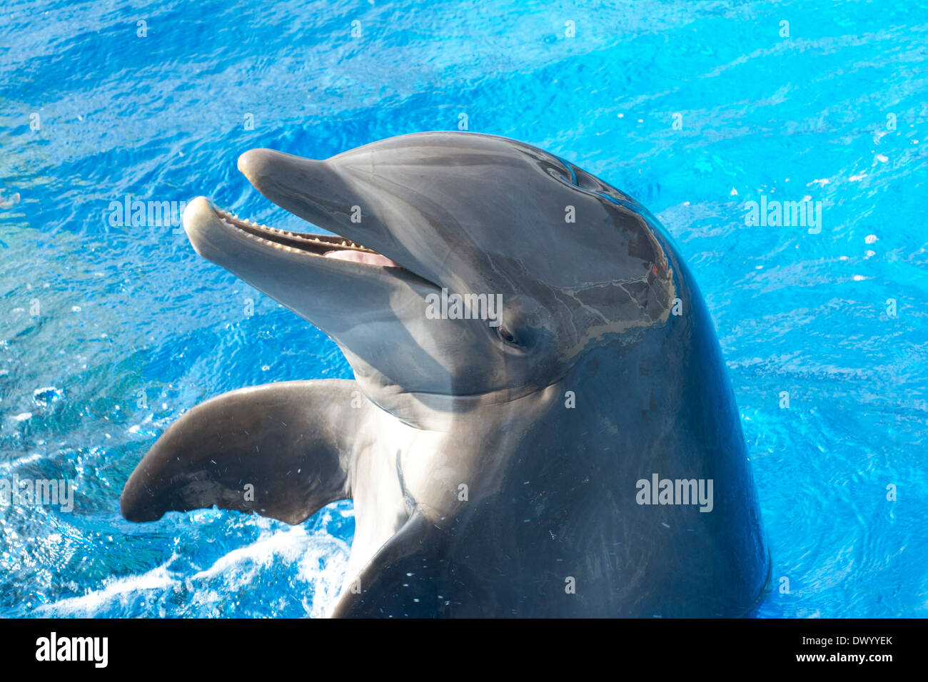 Atlantic Bottlenose Dolphin Stock Photo - Alamy