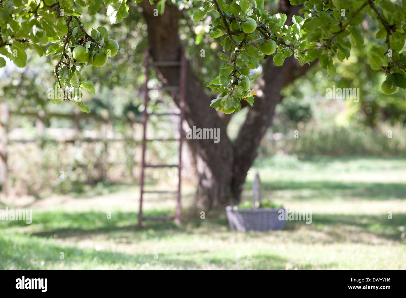 Basket apples under apple tree hi-res stock photography and images - Alamy