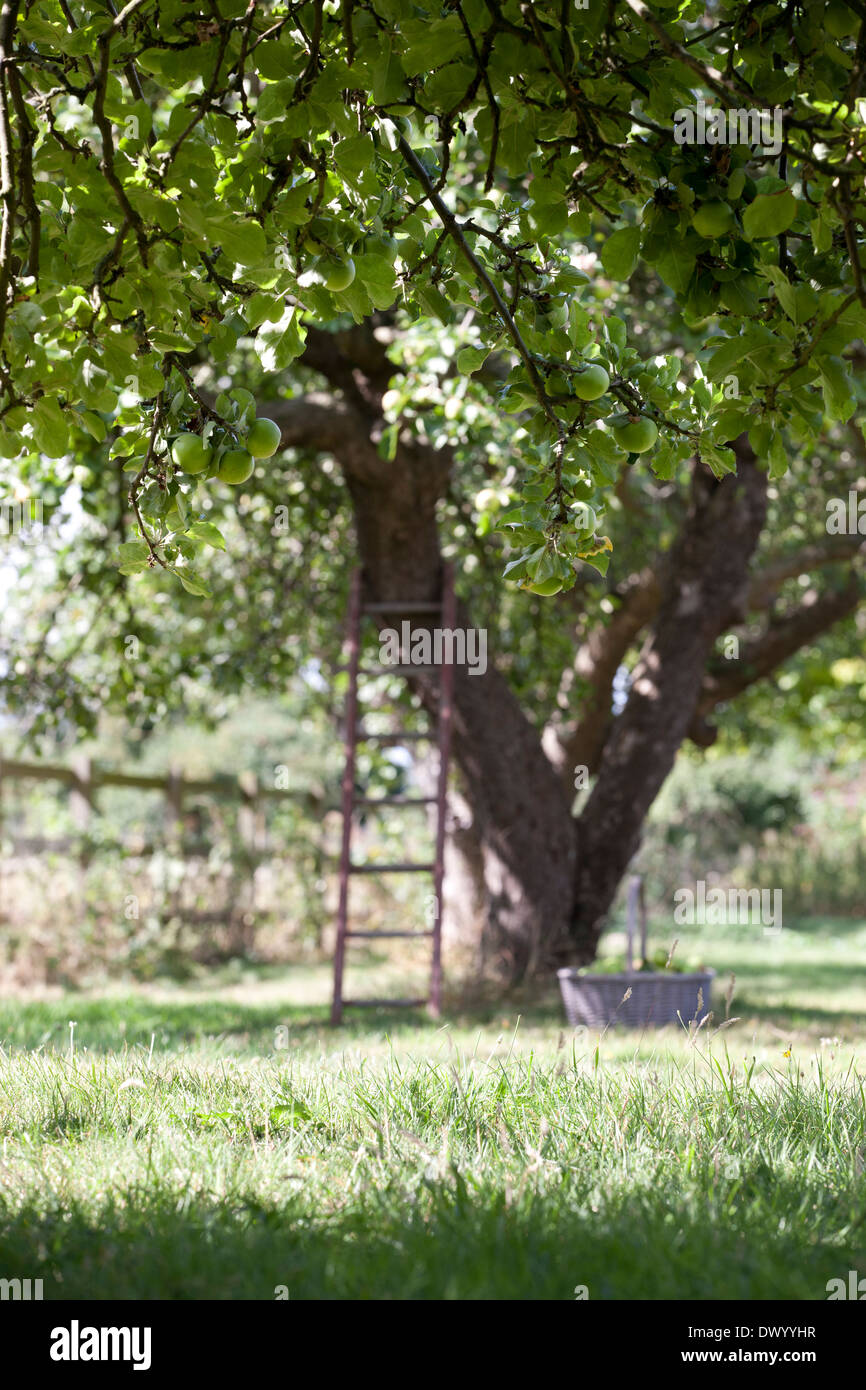 Basket apples under apple tree hi-res stock photography and images - Alamy